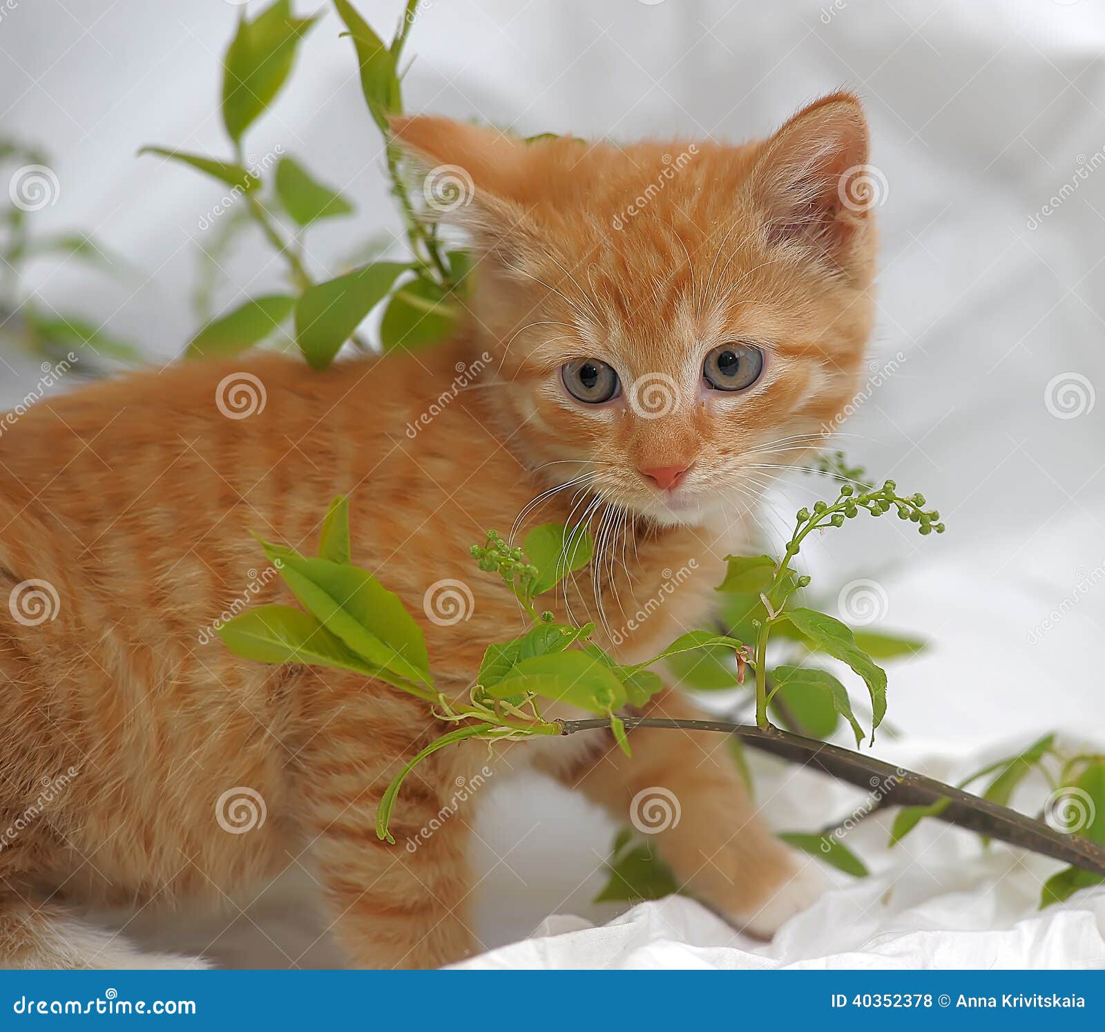 Ginger kitten stock photo. Image of breed, inquisitive - 40352378