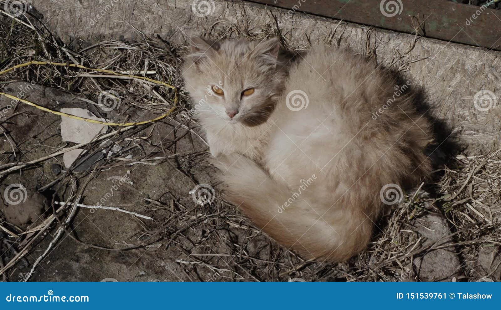 Ginger Kitten Street Stock Footage & Videos - 381 Stock Videos