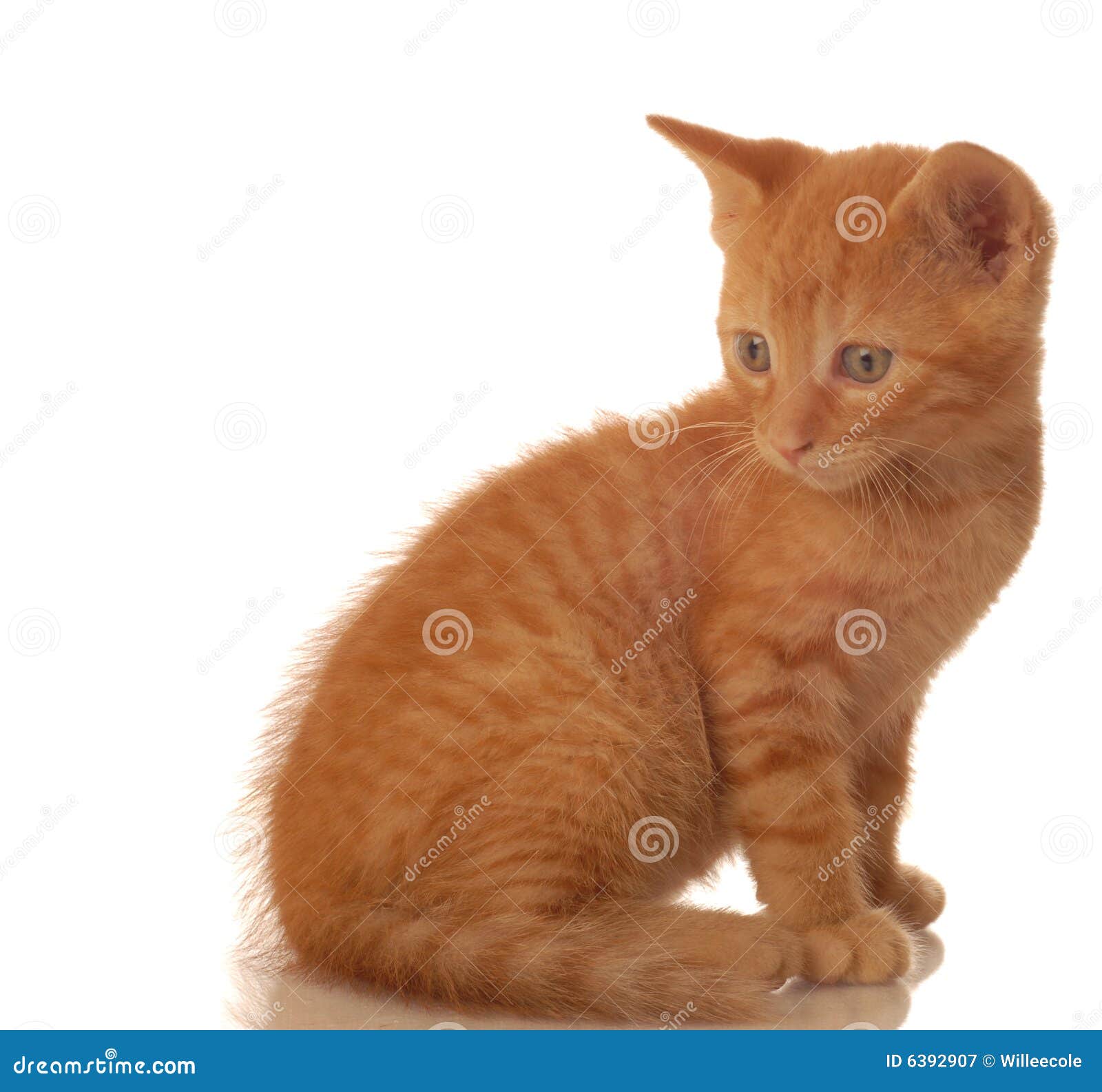 Ginger kitten isolated stock image. Image of small, cute - 6392907