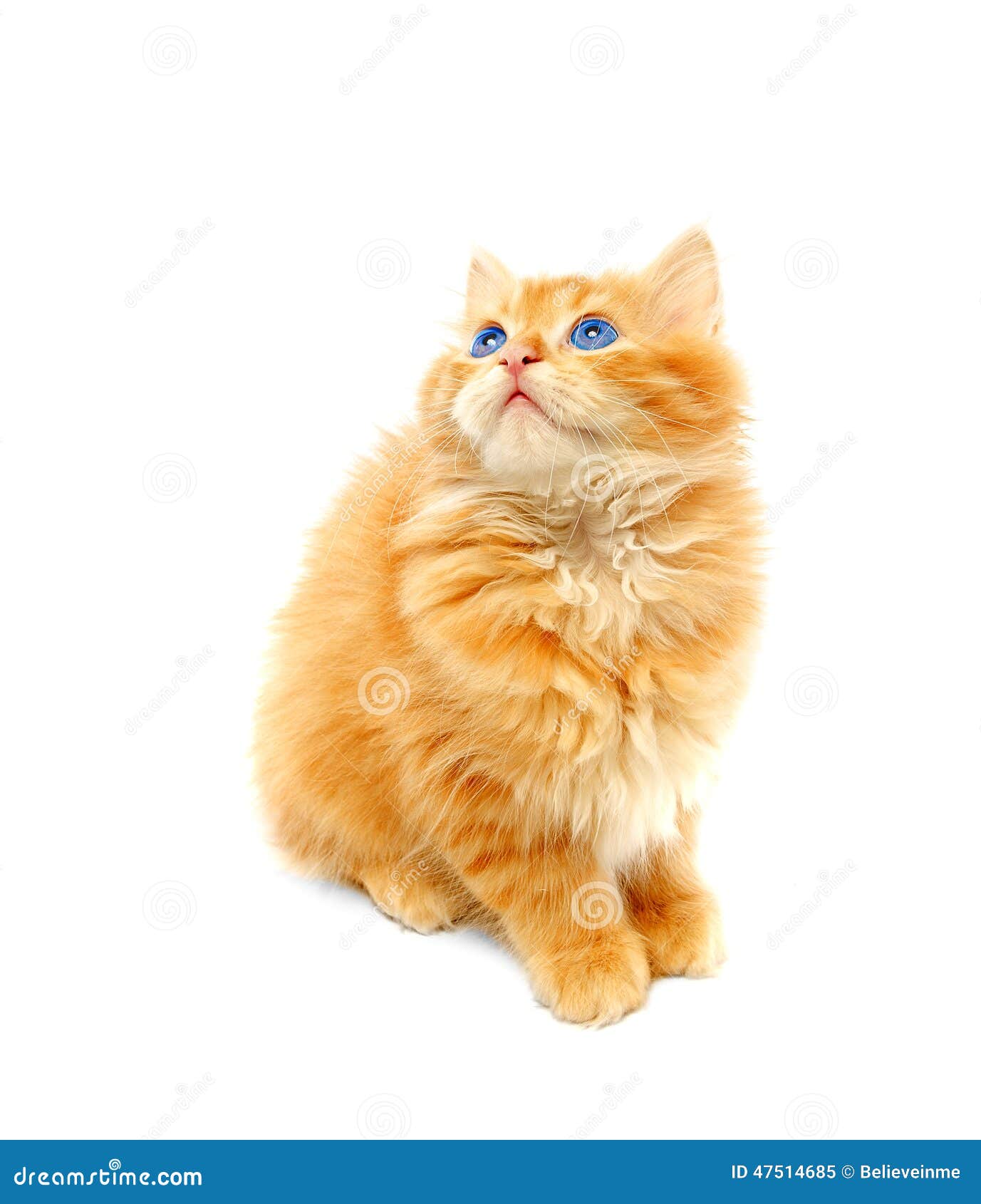 Ginger kitten isolated stock image. Image of posing, portrait - 47514685