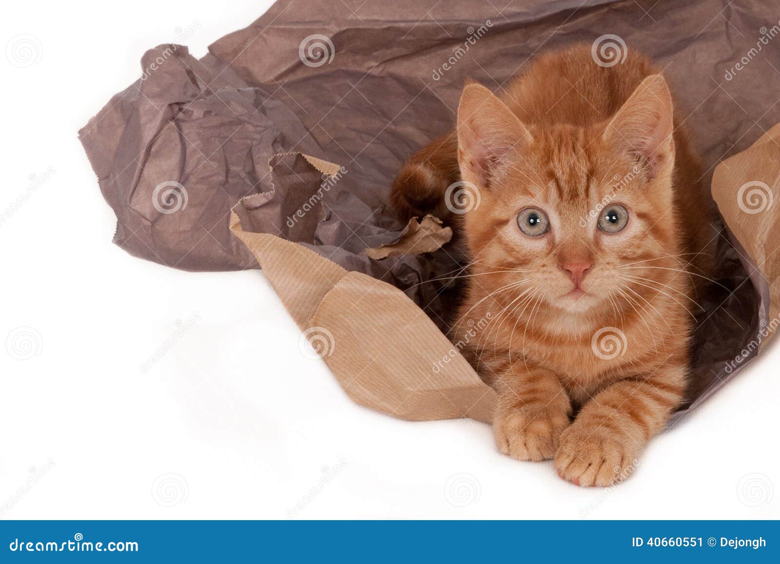 Ginger Kitten and Packing Paper Stock Image - Image of crushed, ginger ...