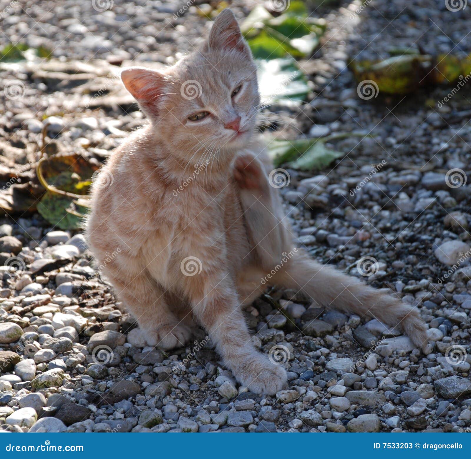 Ginger Kitten Scratching stock image. Image of scratch - 7533203