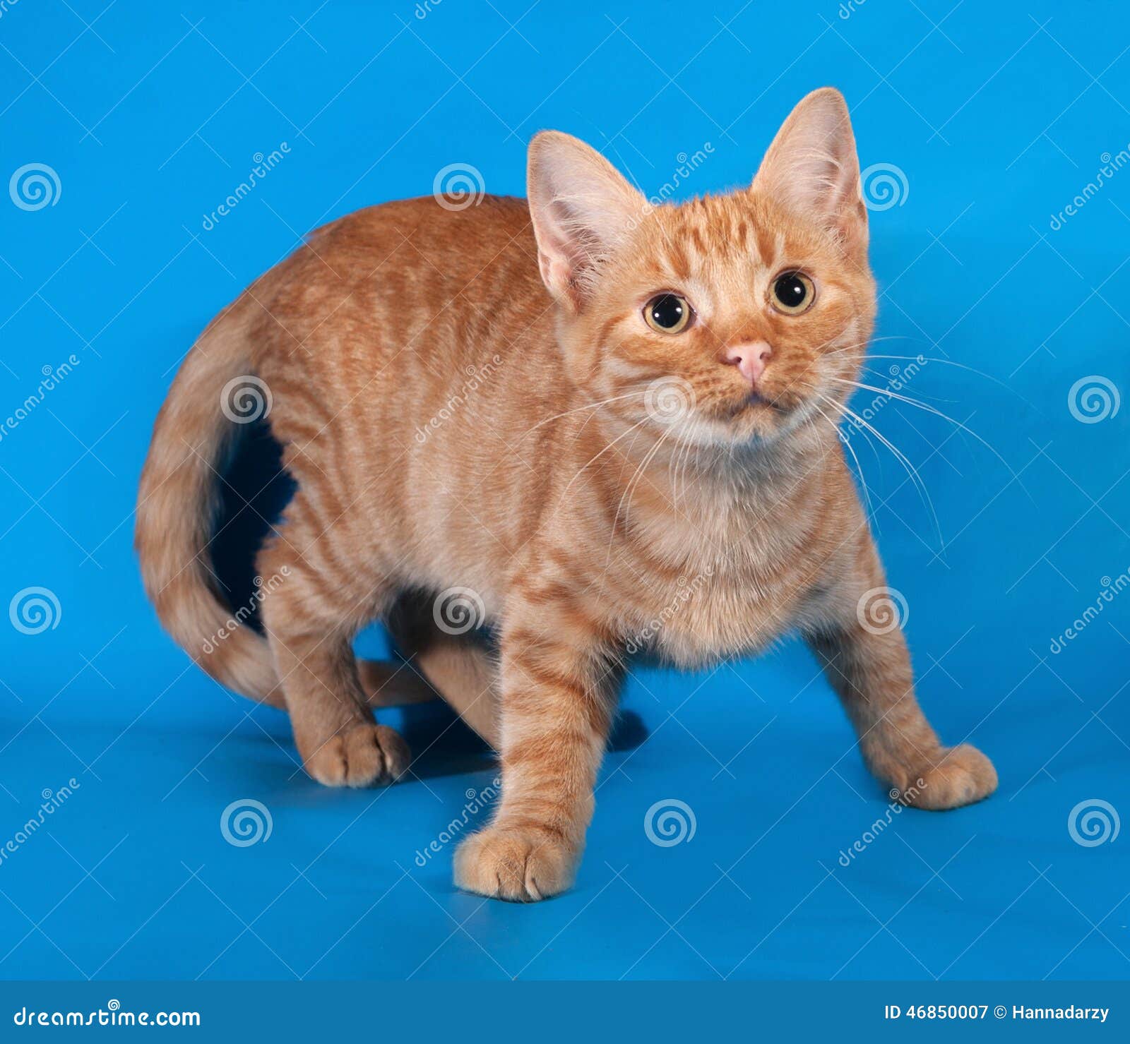 Ginger Kitten Standing on Blue Stock Image - Image of ginger, domestic ...