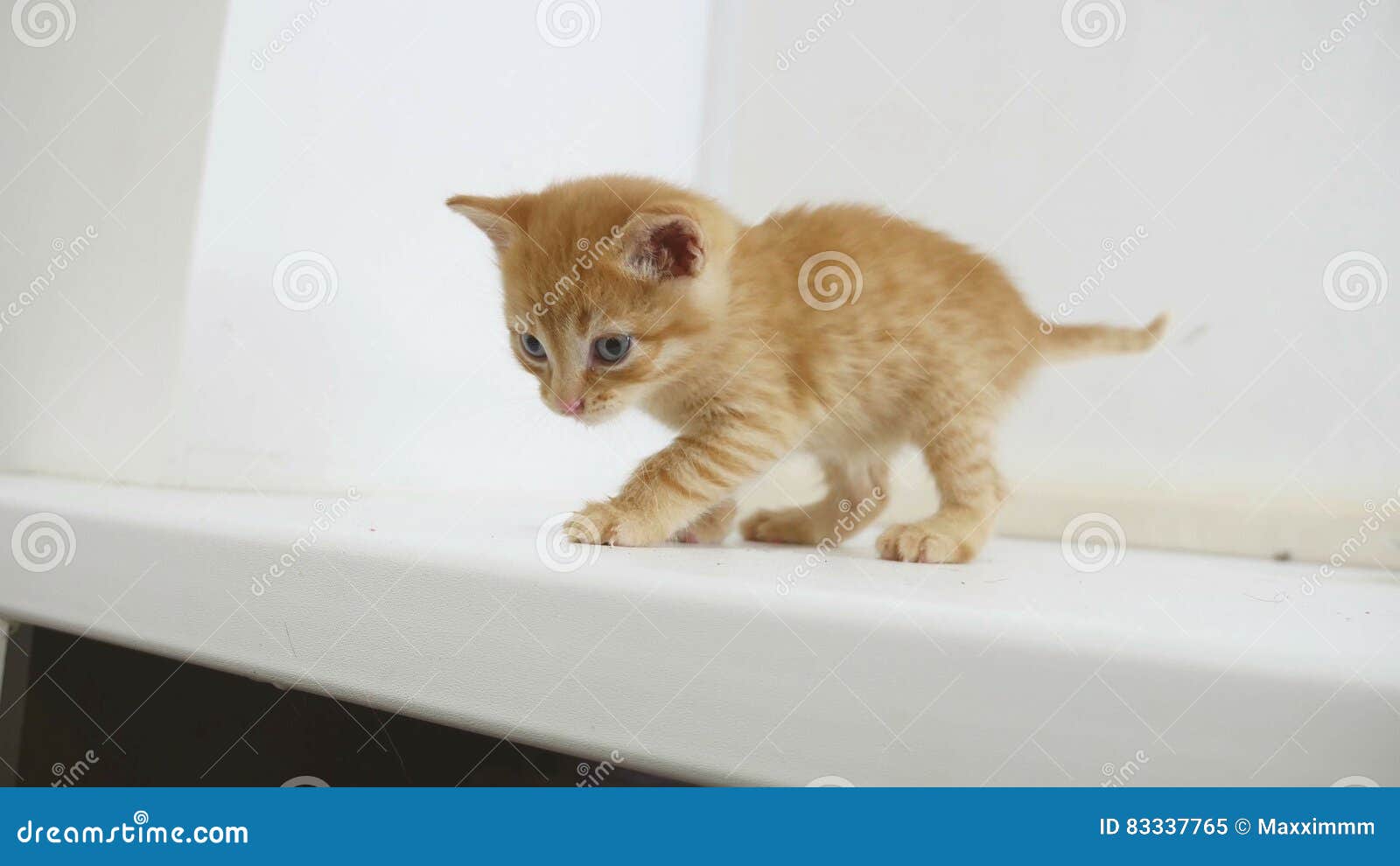 Ginger Kitten Walking on the Windowsill in the House Cat Stock Image ...