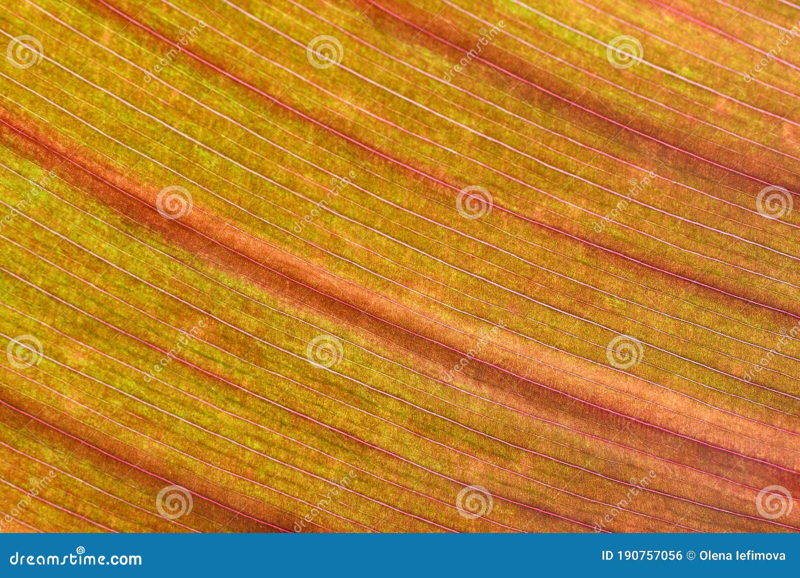 Ginger Leaf Closeup. Super Macro Stock Photo - Image of greenery ...