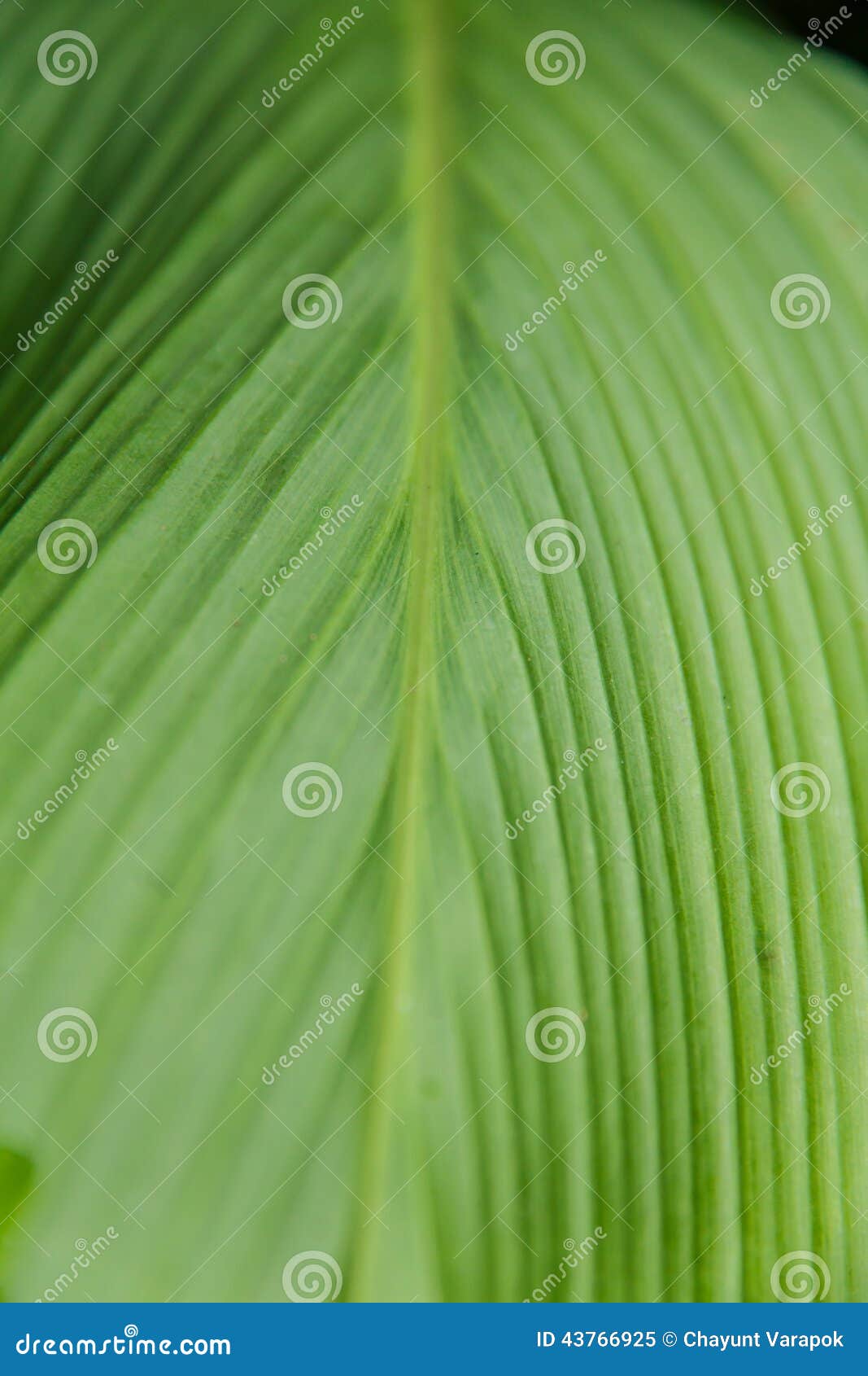 Ginger leaf stock image. Image of leaves, natural, growing - 43766925
