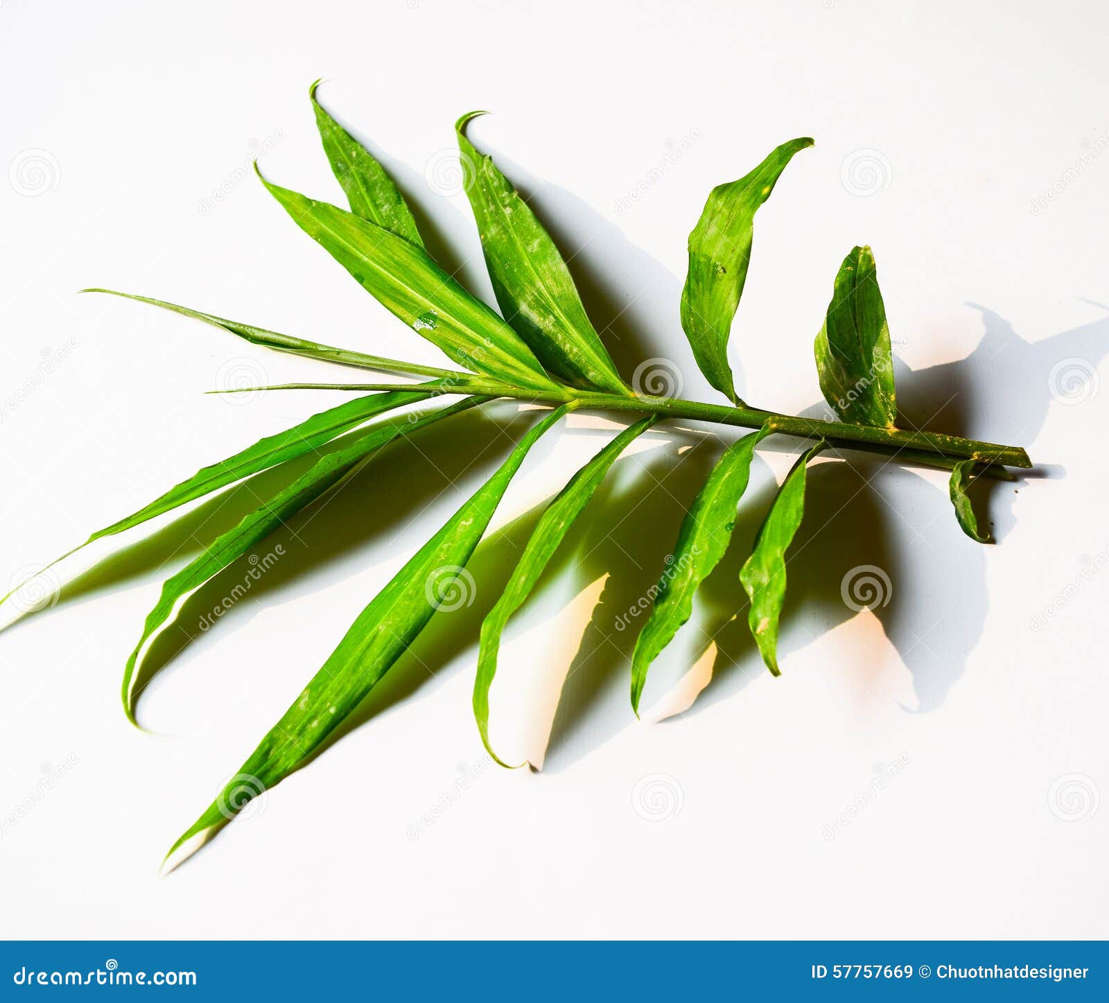 Ginger Leaf Isolated on White Background Stock Image - Image of shape ... Ginger Leaf Isolated on White Background Stock Image - Image of shape ...