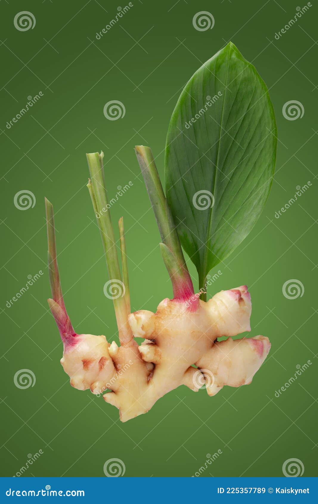 Ginger and Ginger Leaves Isolated on a Green Background Stock Image ...