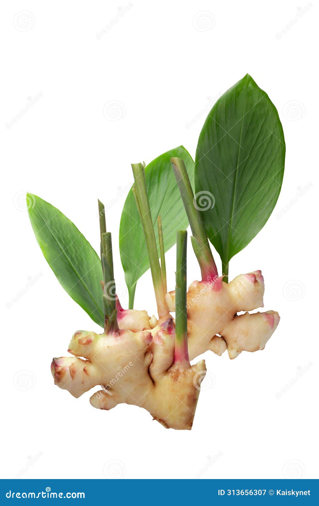 Ginger and Ginger Leaves Isolated on White Background Stock Image ...