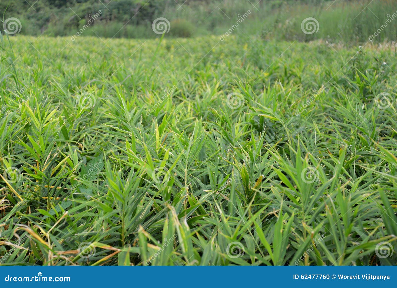 Ginger leaves stock photo. Image of nature, zanzibar - 62477760