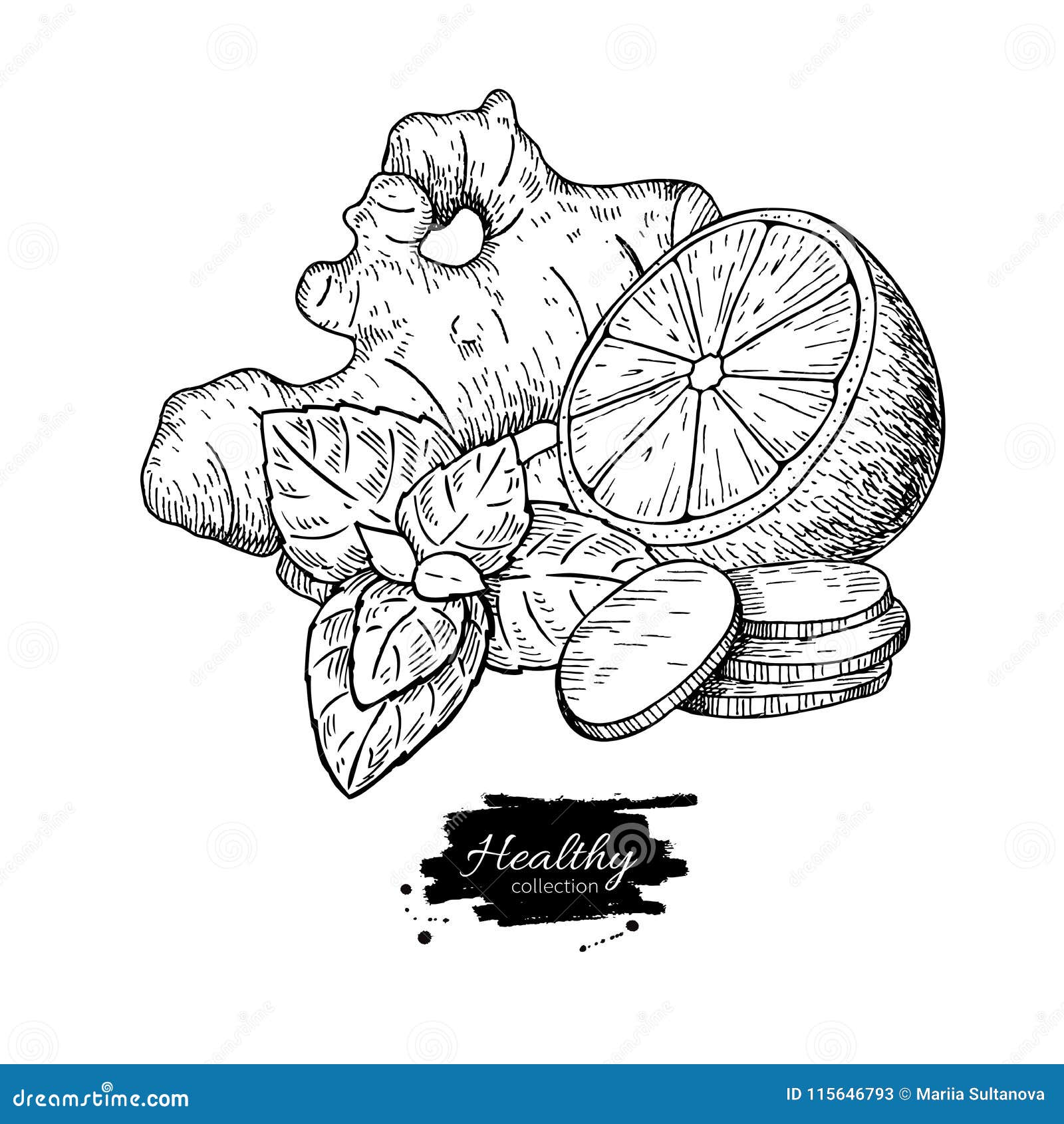 Ginger, Lemon And Mint Vector Drawing. Root, Hearb Leaf And Frui ...