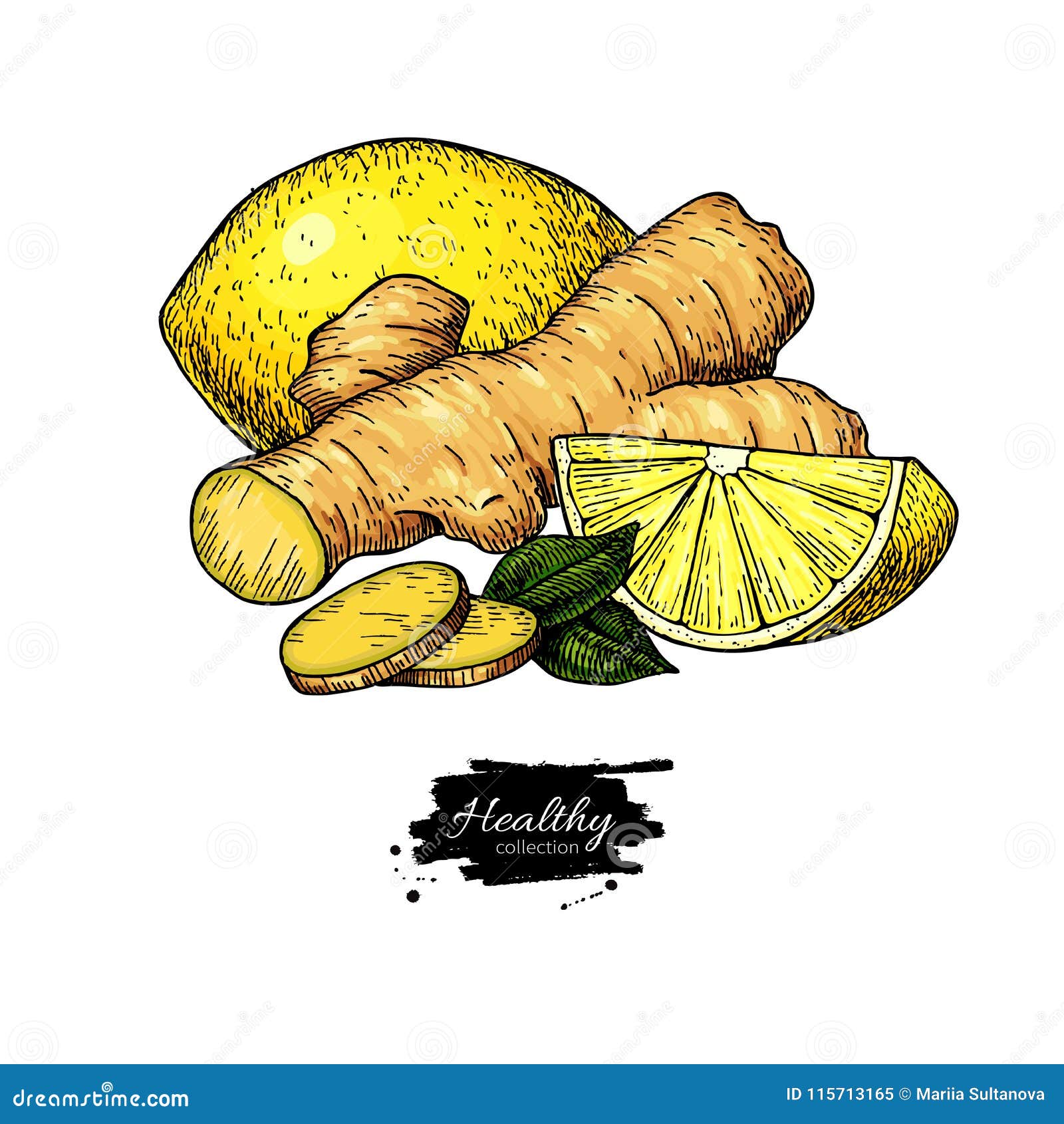 Ginger, Lemon And Mint Vector Drawing. Root, Hearb Leaf And Frui ...