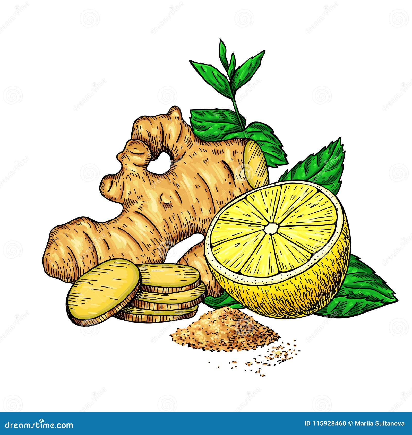 Ginger, Lemon And Mint Vector Drawing. Root, Hearb Leaf And Fruit Slice ...