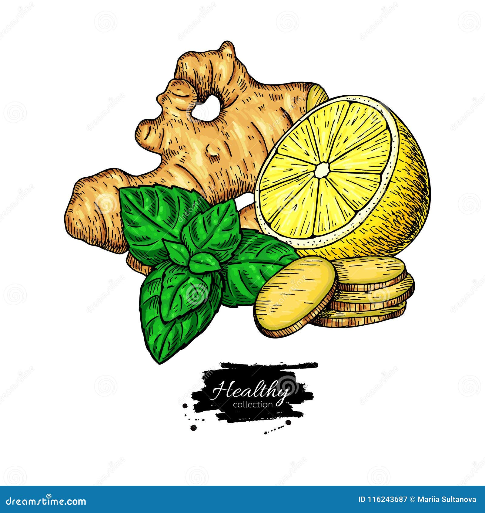 Ginger, Lemon And Mint Vector Drawing. Root, Hearb Leaf And Fruit Slice ...