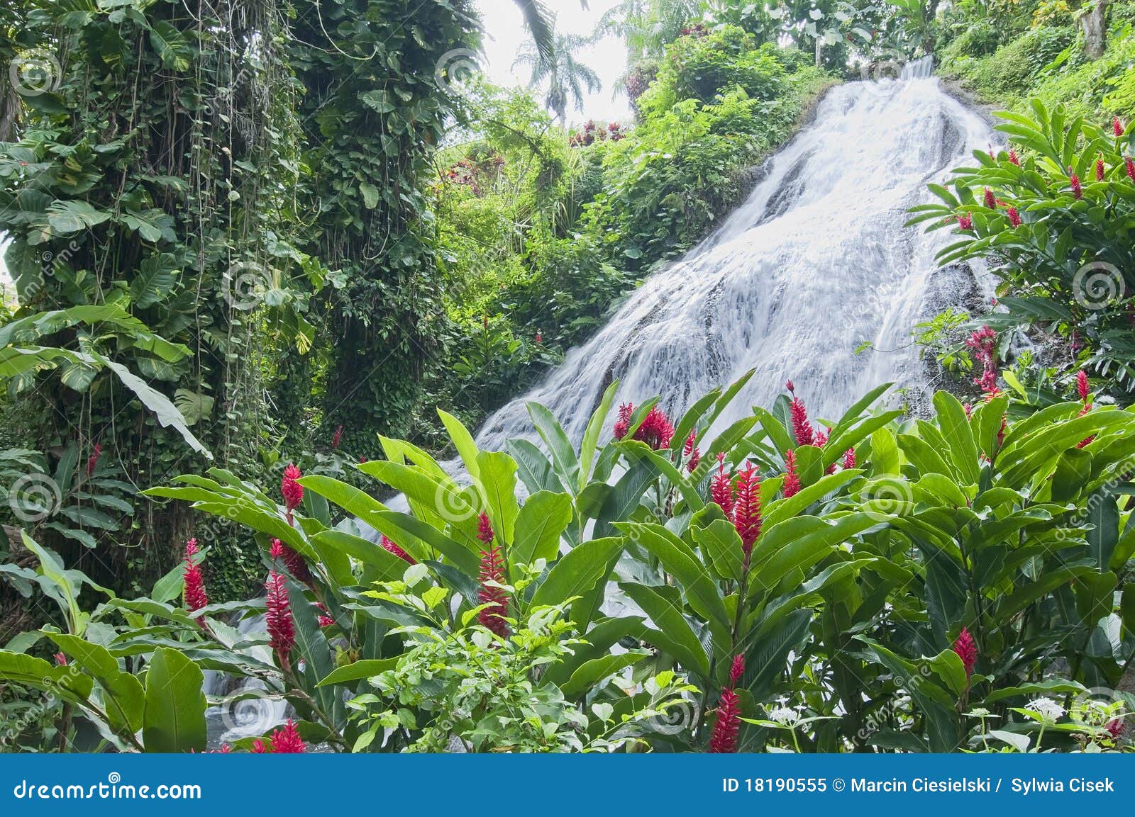 Ginger Lillies and Waterfall Stock Image - Image of scenery, motion ...