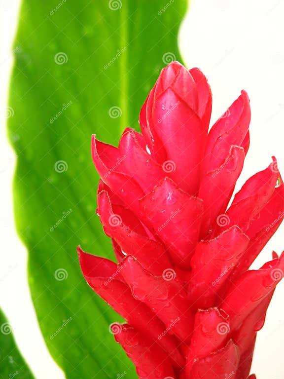 Ginger Lily stock photo. Image of beautiful, green, drop - 502606