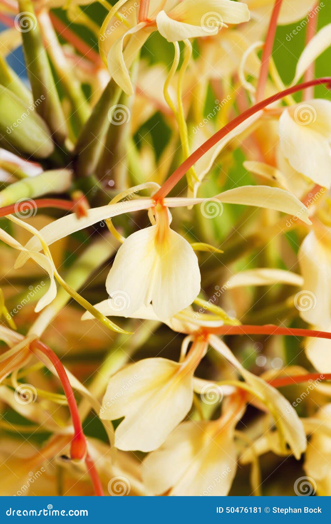 Ginger Lily, Hedychium Spicatum, Fragrant Plant Stock Image - Image of ...