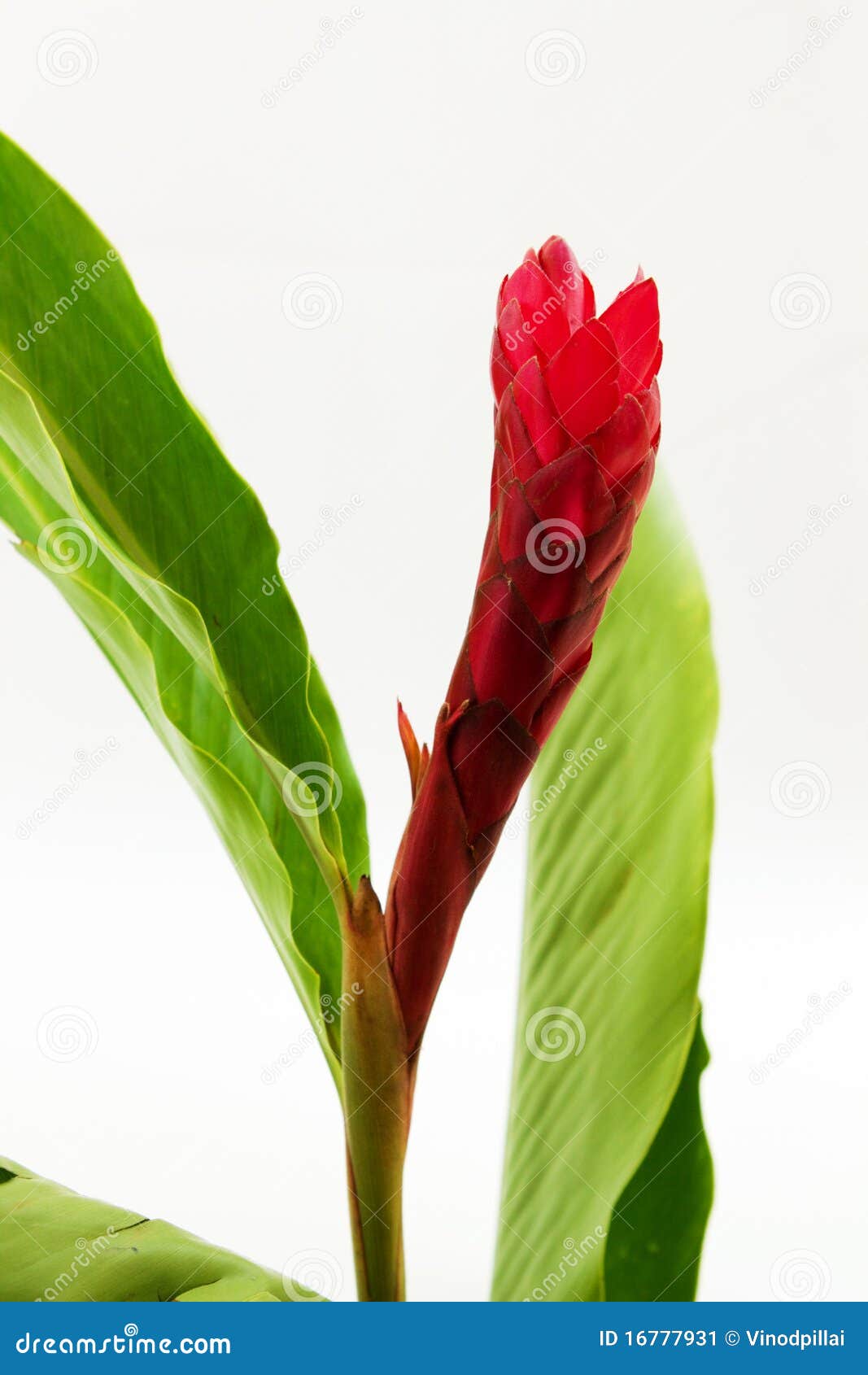 Ginger Lily Stalk and Flower Stock Image - Image of nature, flora: 16777931