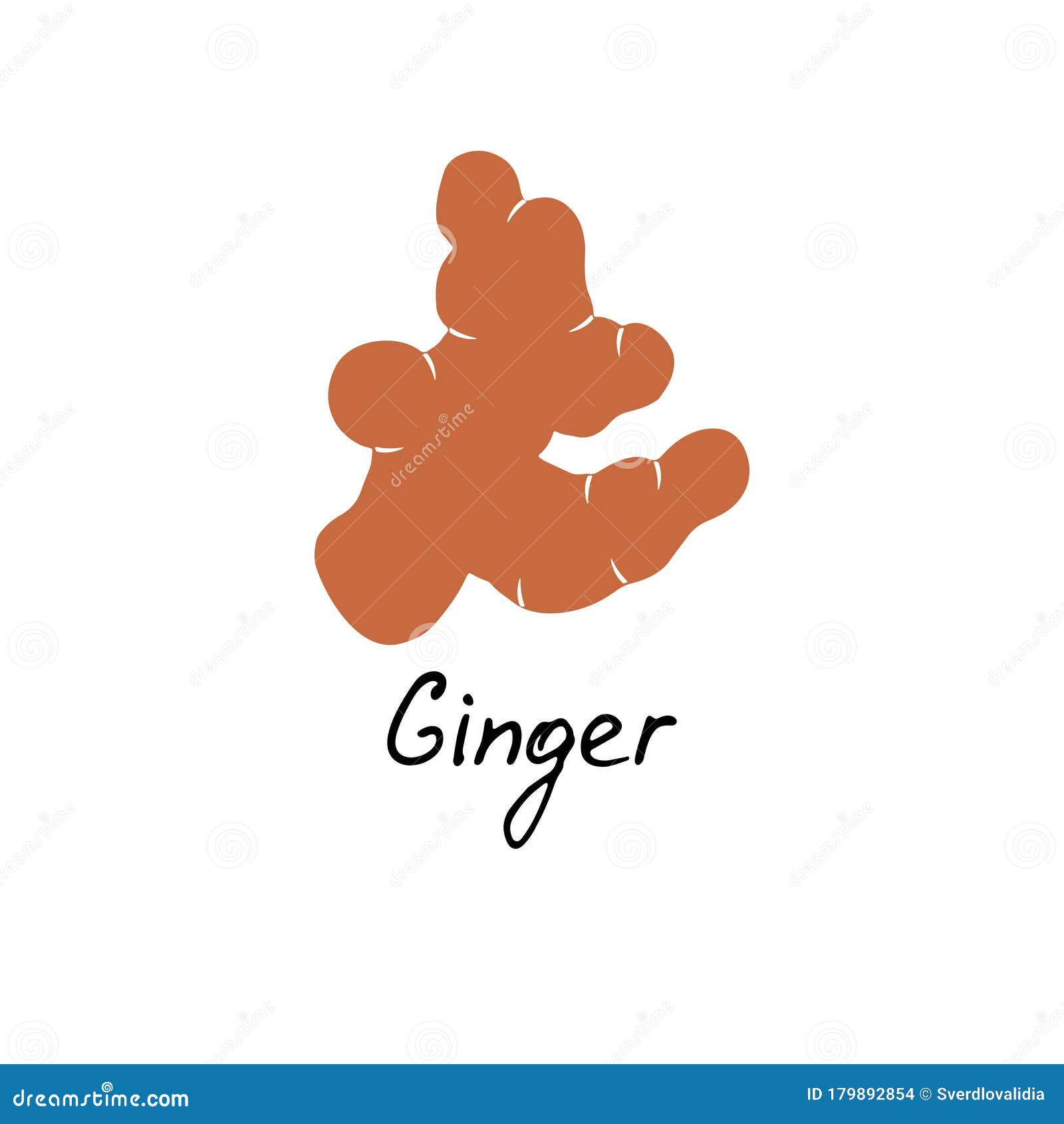 Ginger Logo. Vector Illustration with Hand Drawn Ginger Stock Vector ...