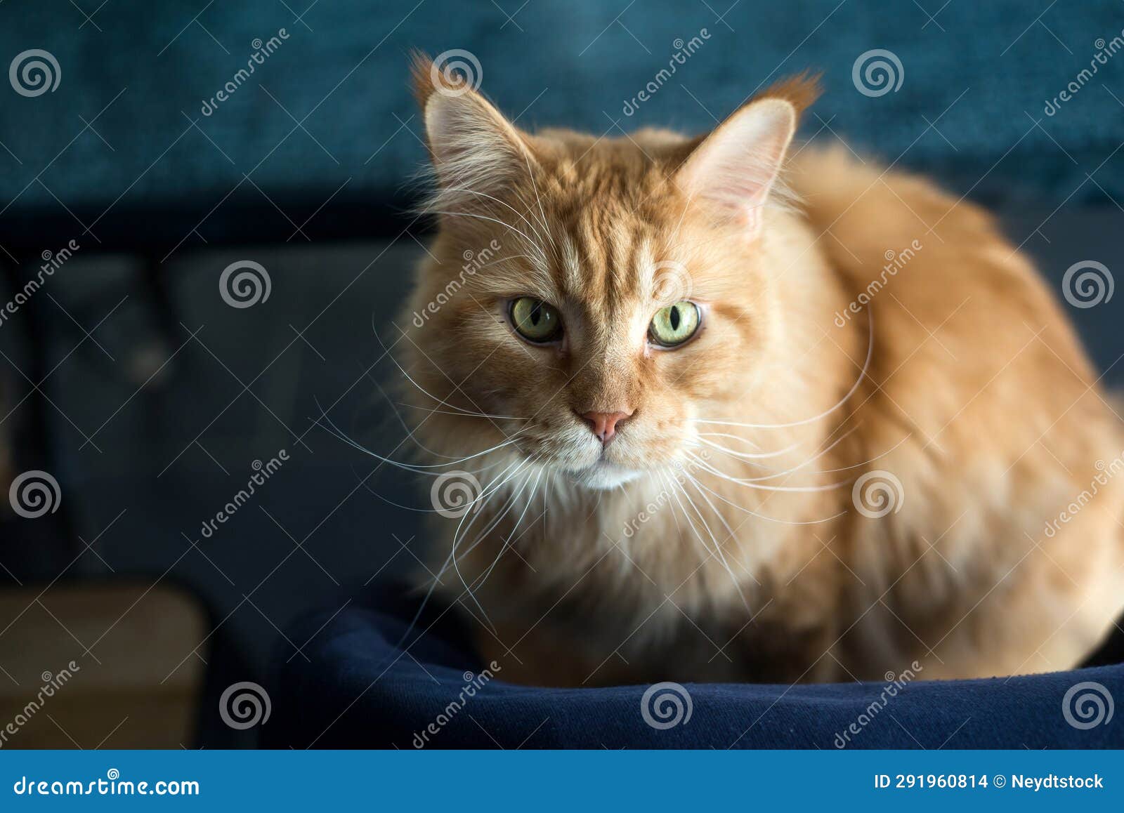 Ginger Main Coon Cat Looking Camera Stock Photo - Image of coon, kitten ...