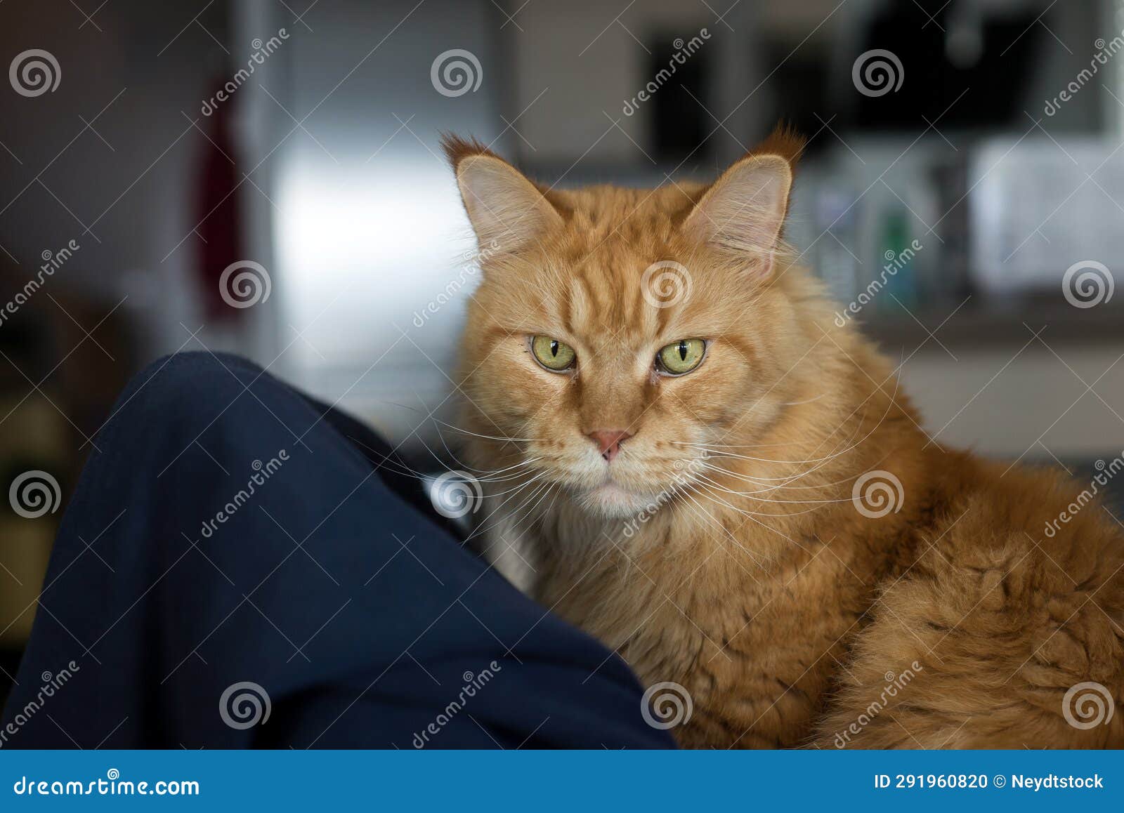 Ginger Main Coon Cat Looking Camera Stock Photo - Image of kitten ...