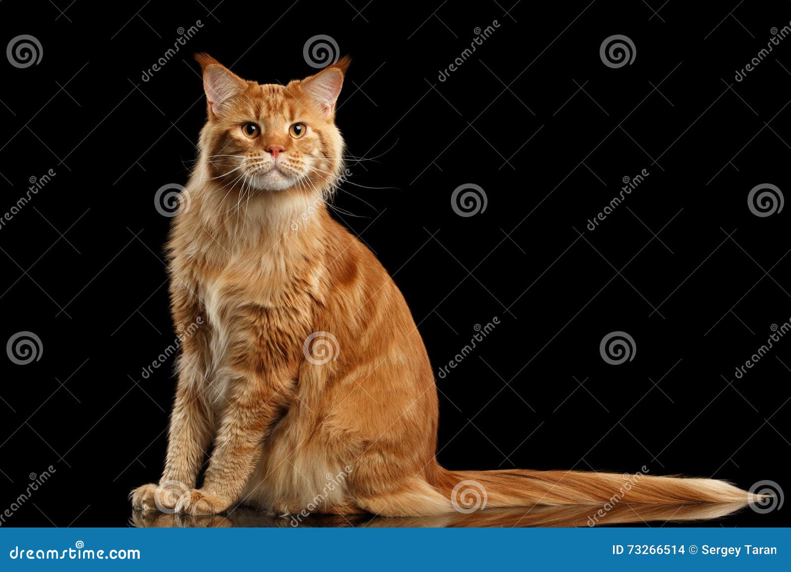Ginger Maine Coon Cat with Long Tail Sitting Isolated Black Stock Photo ...