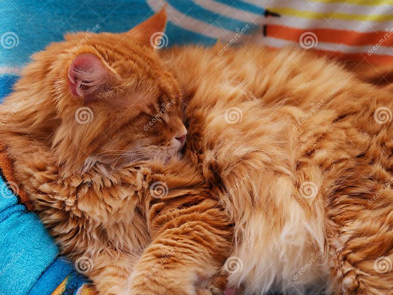 Ginger Maine Coon Cat Sleeping On Blue Blanket Stock Image Image Of Sleeping Sleep 295678939
