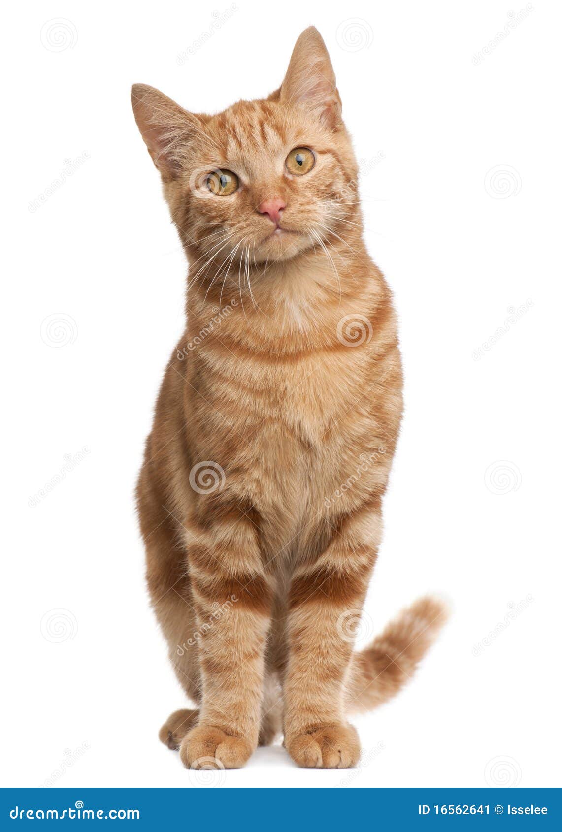 Ginger And White Cat Breed
