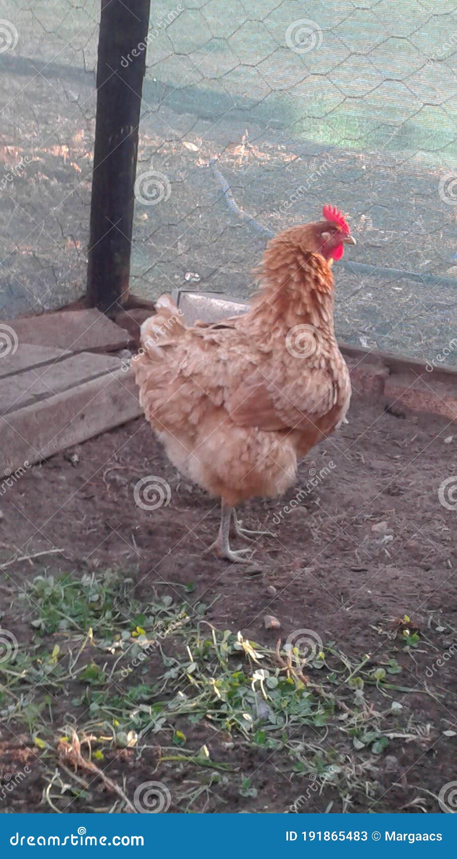 Ginger n puffing feathers stock image. Image of animal - 191865483