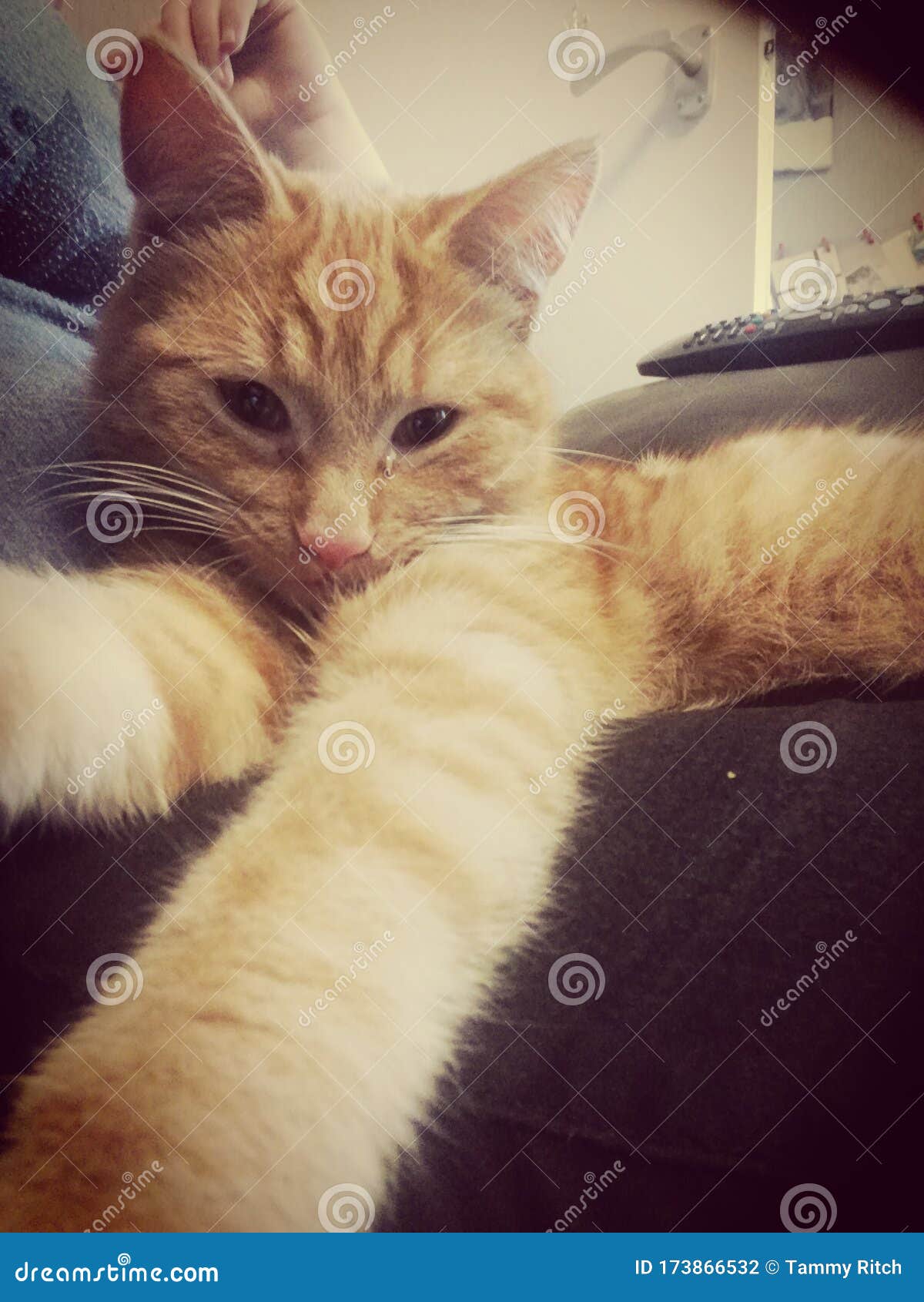 The Ginger Ninja stock photo. Image of ginger, cute - 173866532