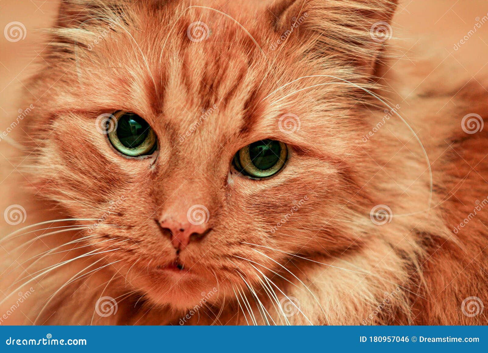 Orange Cat With Green Eyes