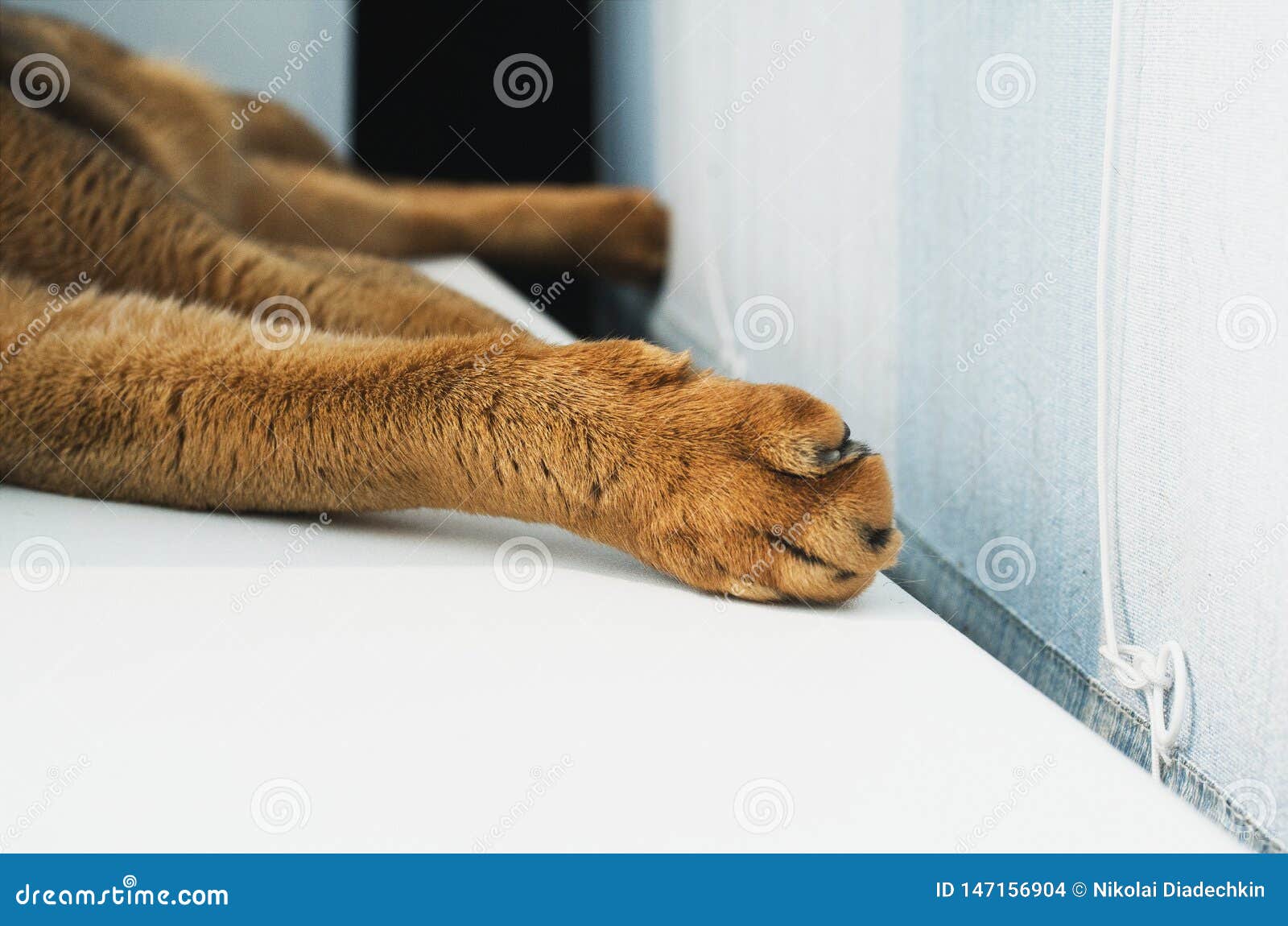 Paw of Young Abyssinian Cat Stock Photo - Image of lying, breed: 147156904