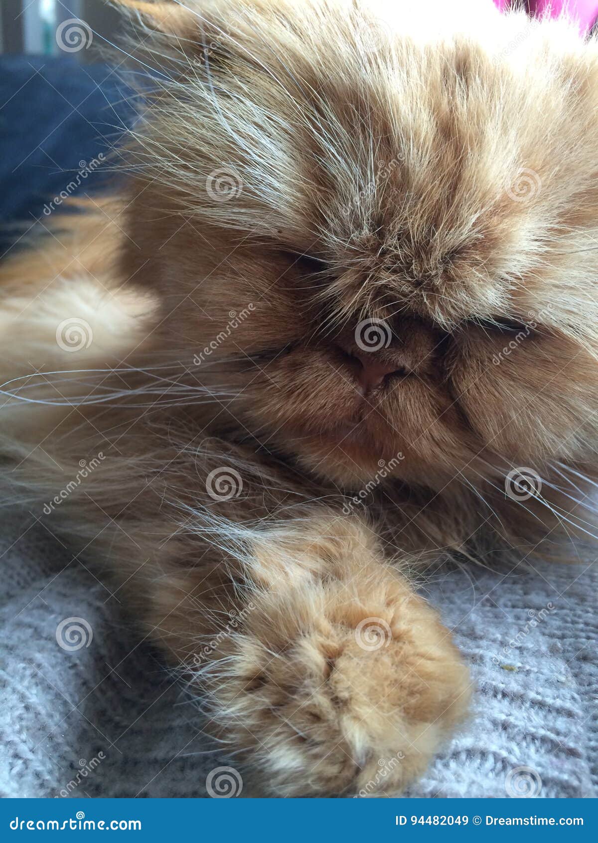 Ginger Persian Cat stock image. Image of beautiful, ginger - 94482049