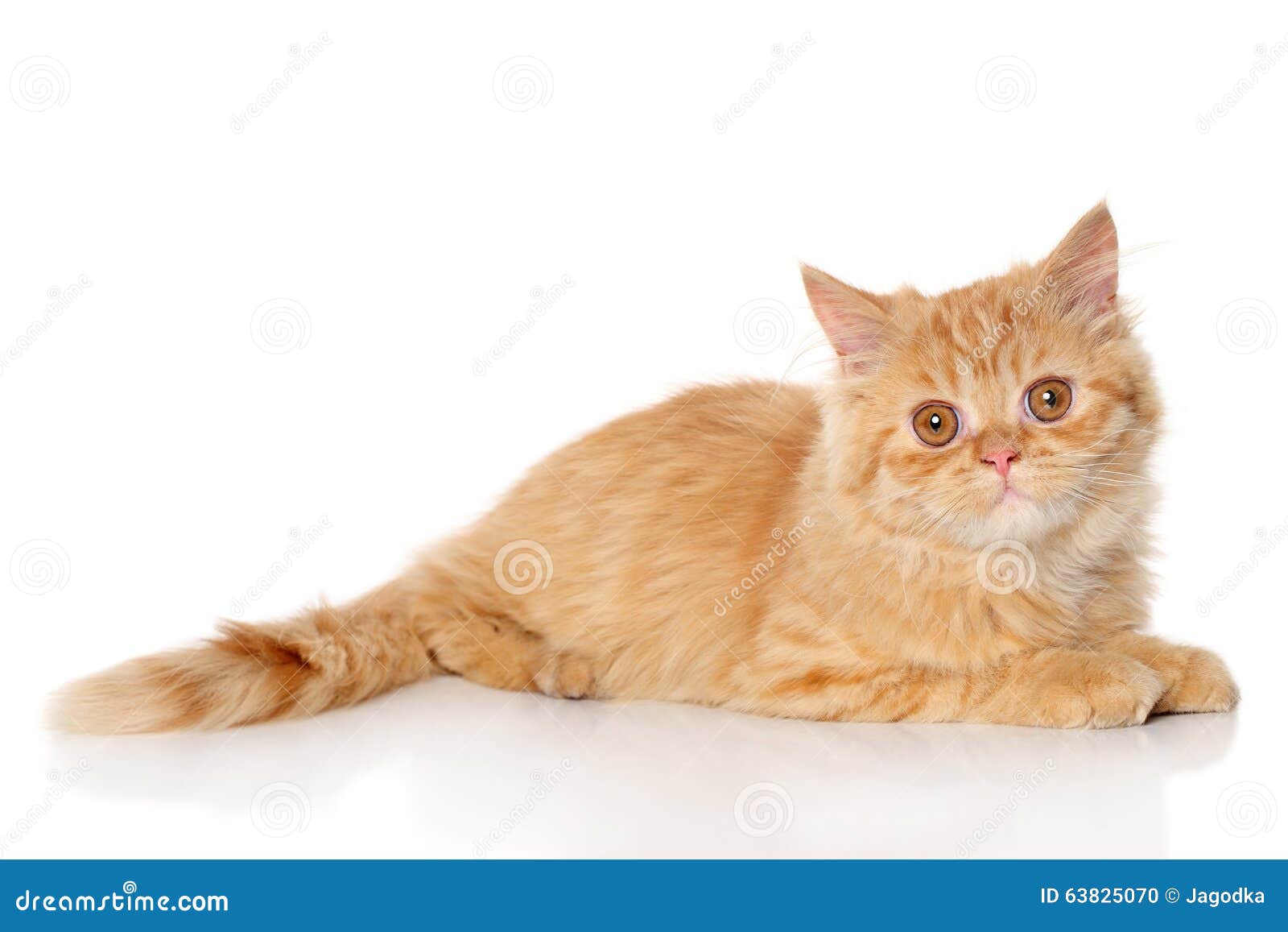 Ginger Persian kitten stock photo. Image of pedigreed - 63825070