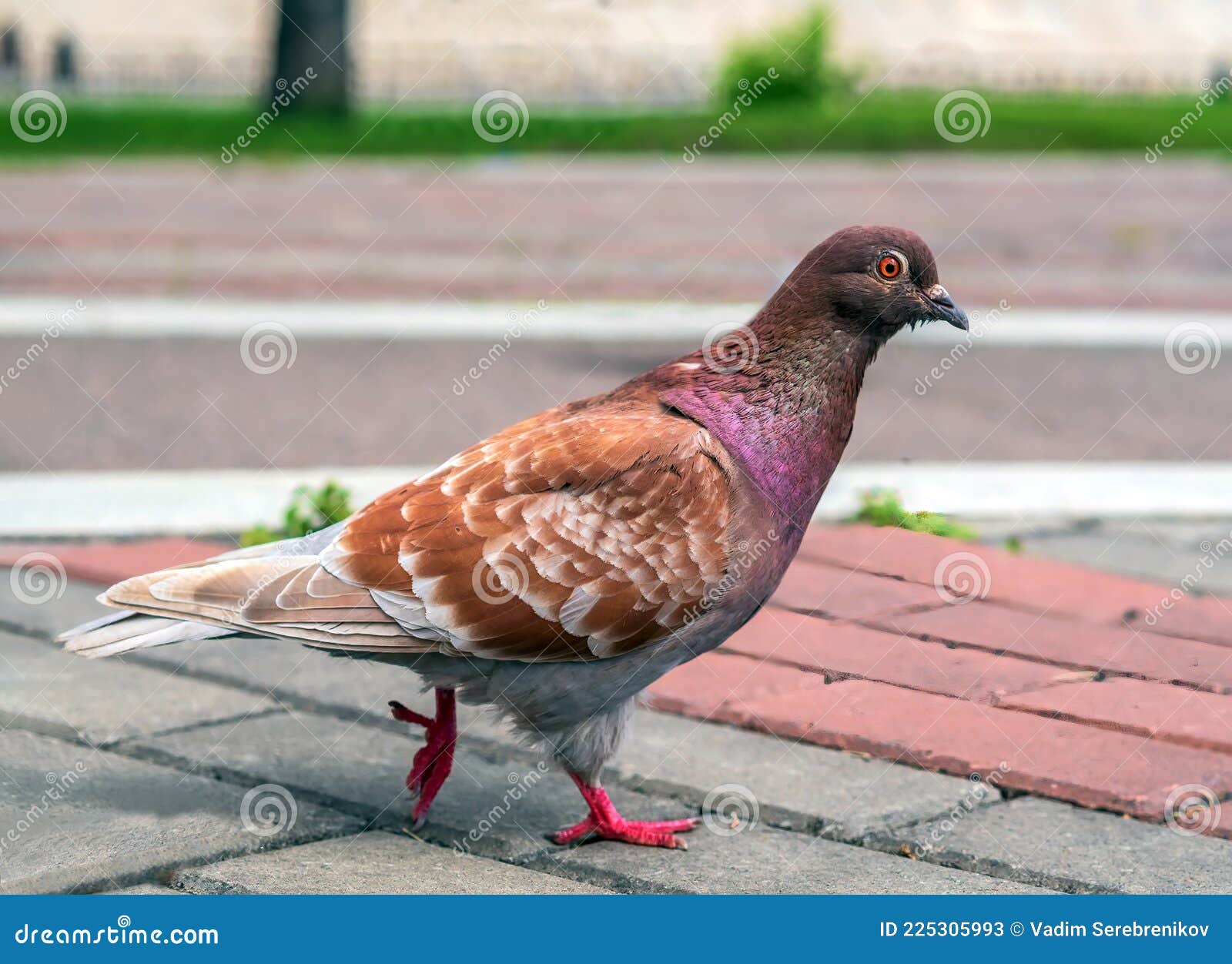 Ginger Pigeon is Walking Along the Sidewalk. Close-up Stock Image ...