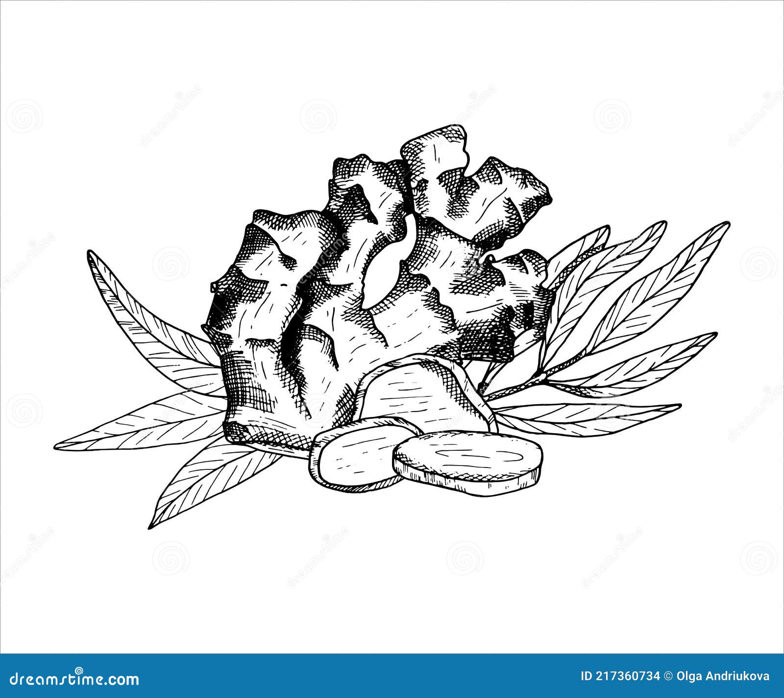 Ginger Plant Arrangement. Outline Vector Illustration With Ginger Root ... Ginger Plant Arrangement. Outline Vector Illustration With Ginger Root ...