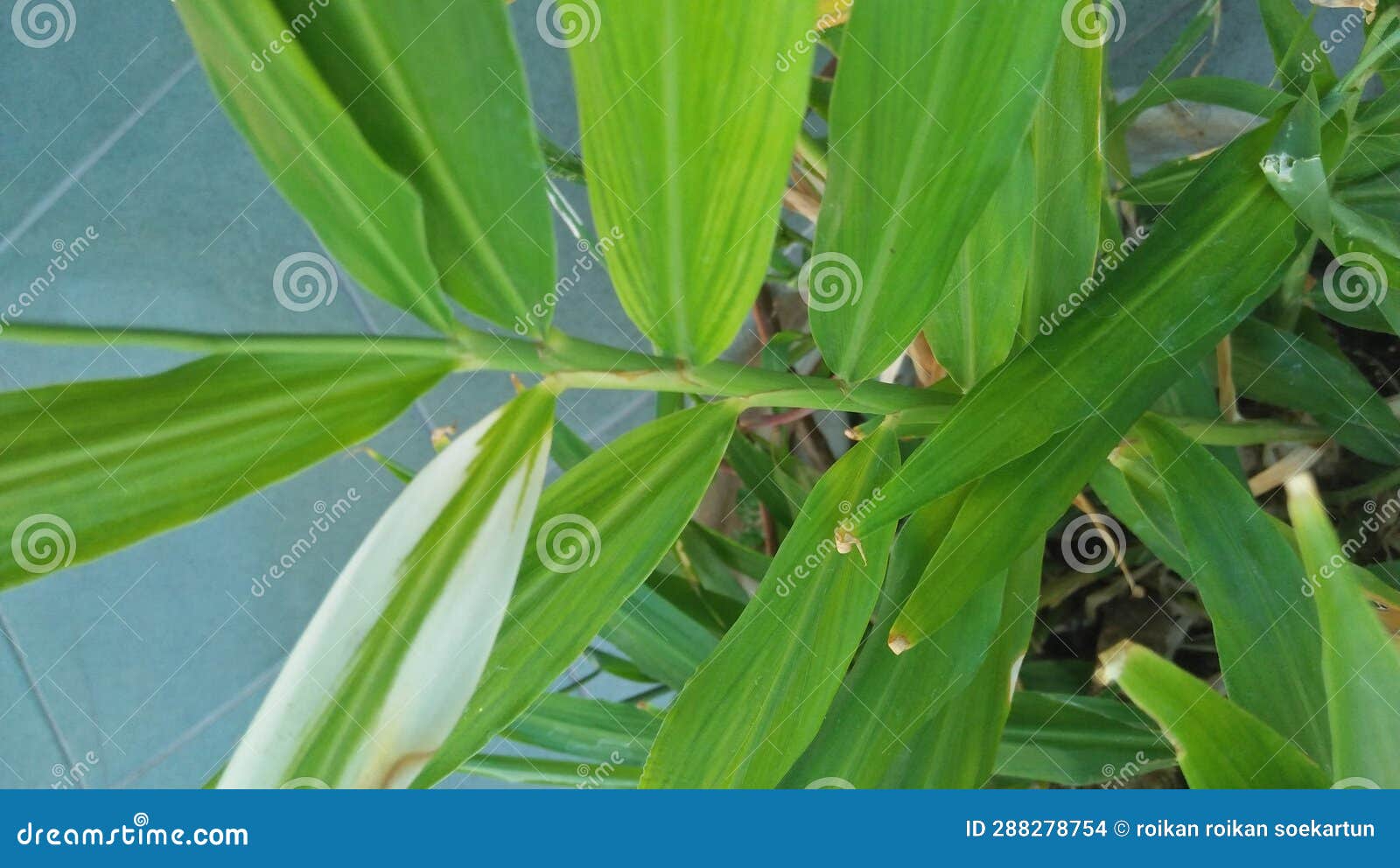 Ginger plant in a pot stock photo. Image of plant, herbal - 288278754