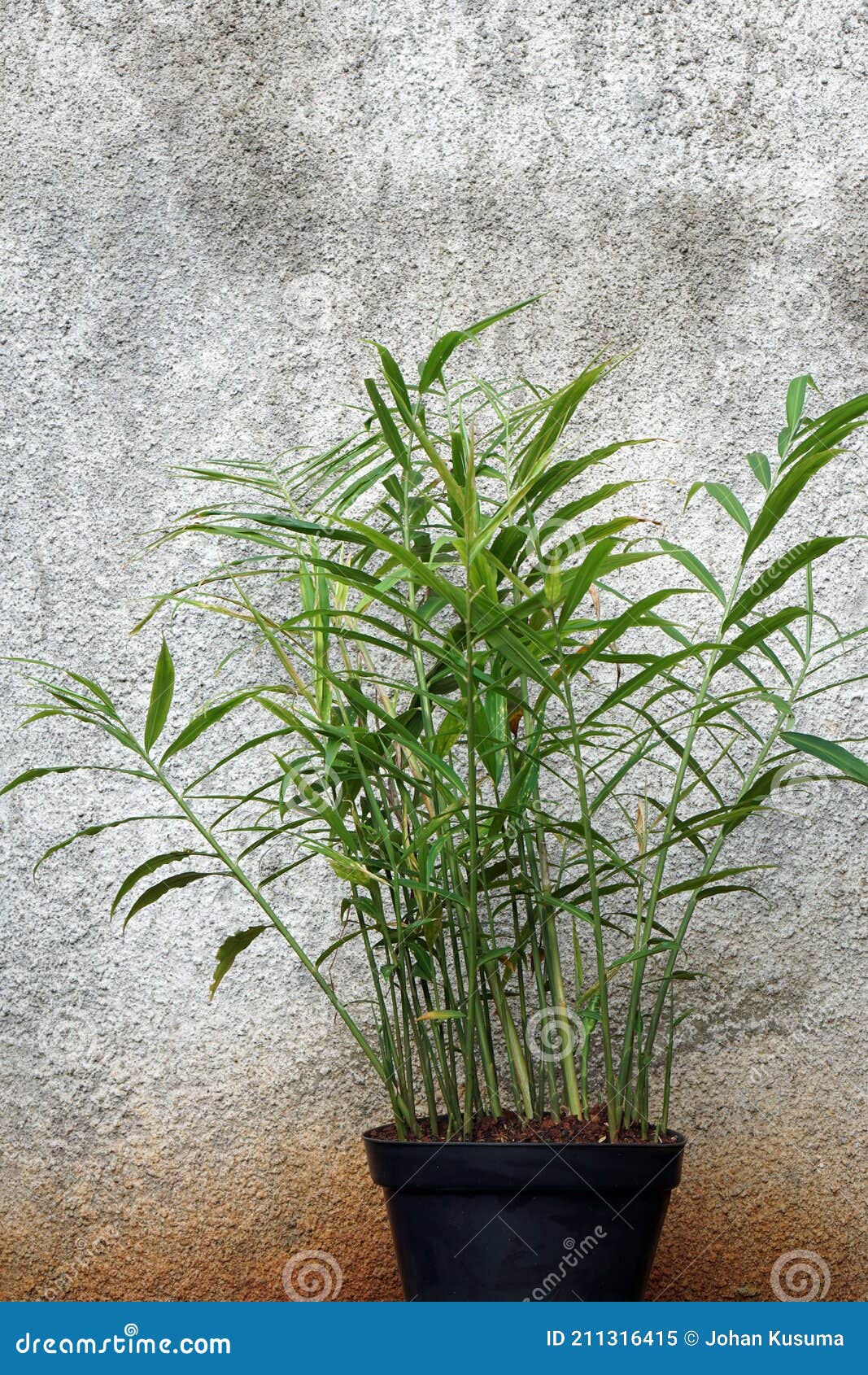 Ginger plant in pots stock image. Image of organic, leaf - 211316415
