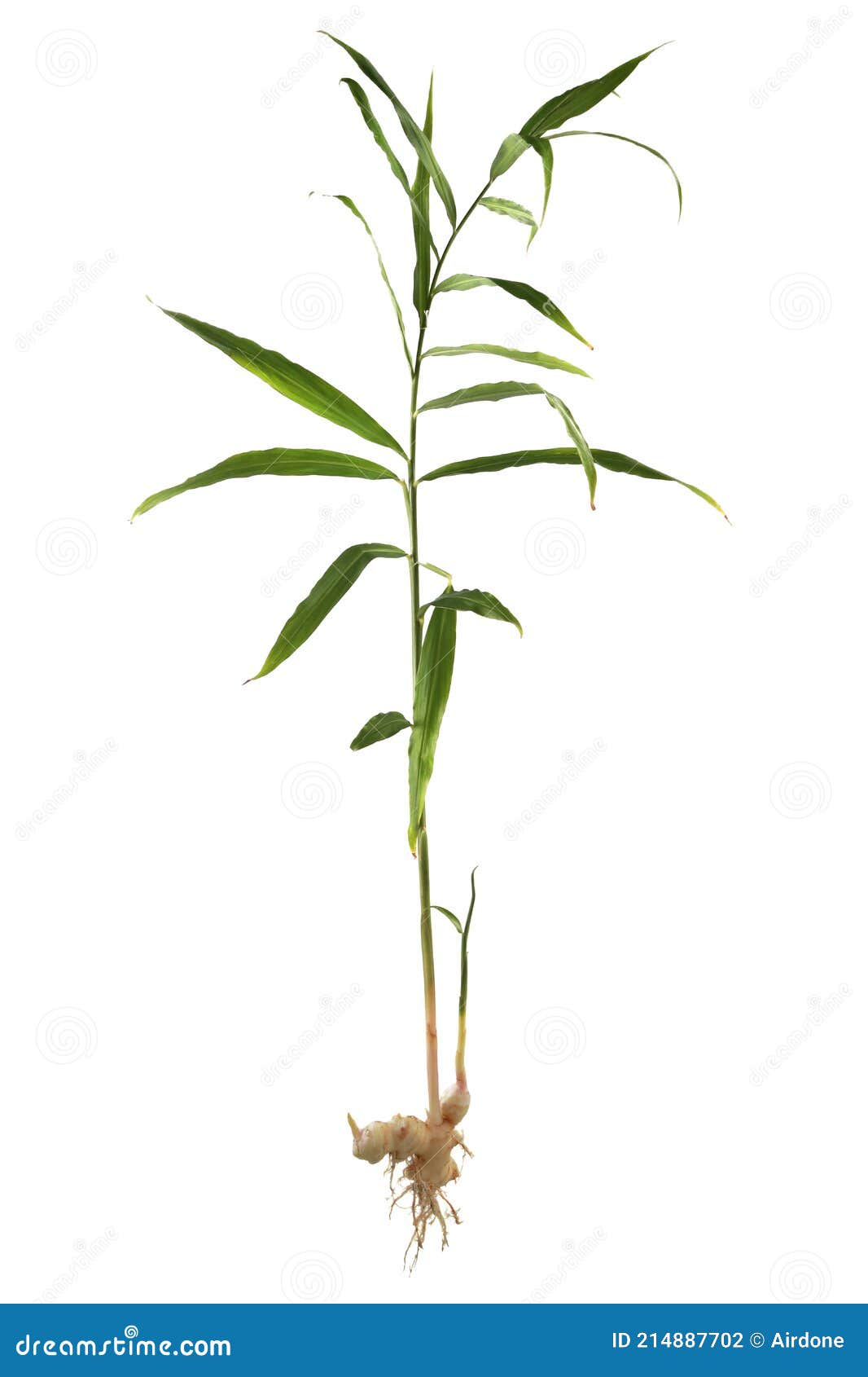 Ginger Plant, Root and Leaves, Freshly Harvested Stock Photo - Image of ...
