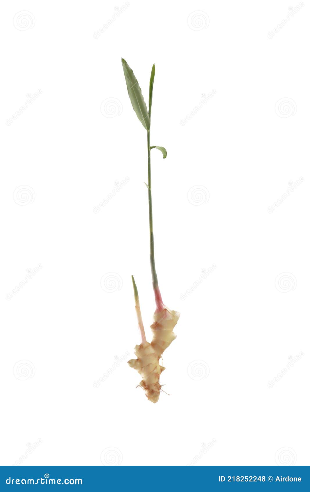 Ginger Plant, Root and Leaves, Freshly Harvested Stock Photo - Image of ...