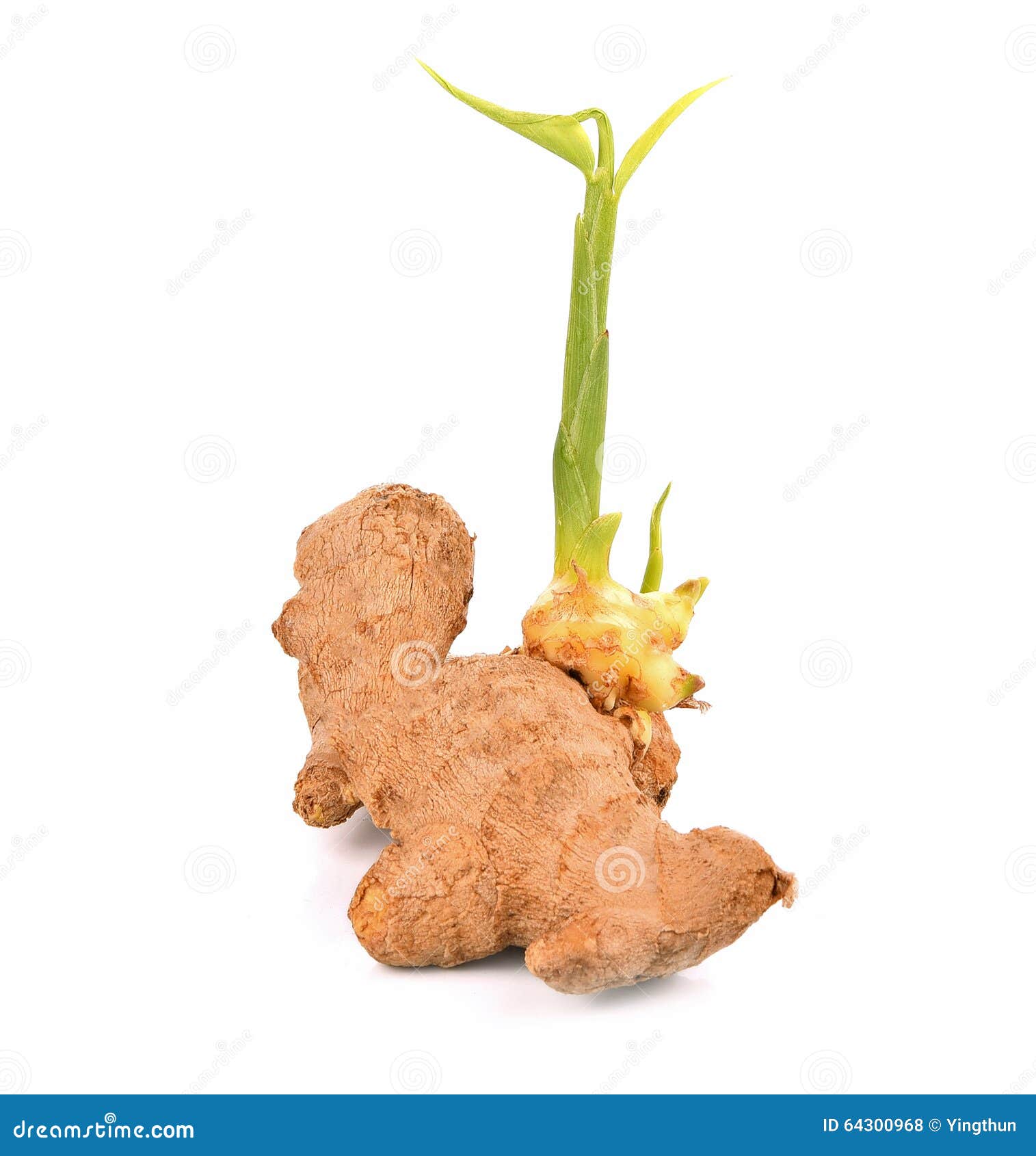 Ginger Plant on White Background Stock Photo - Image of spice, culture ...