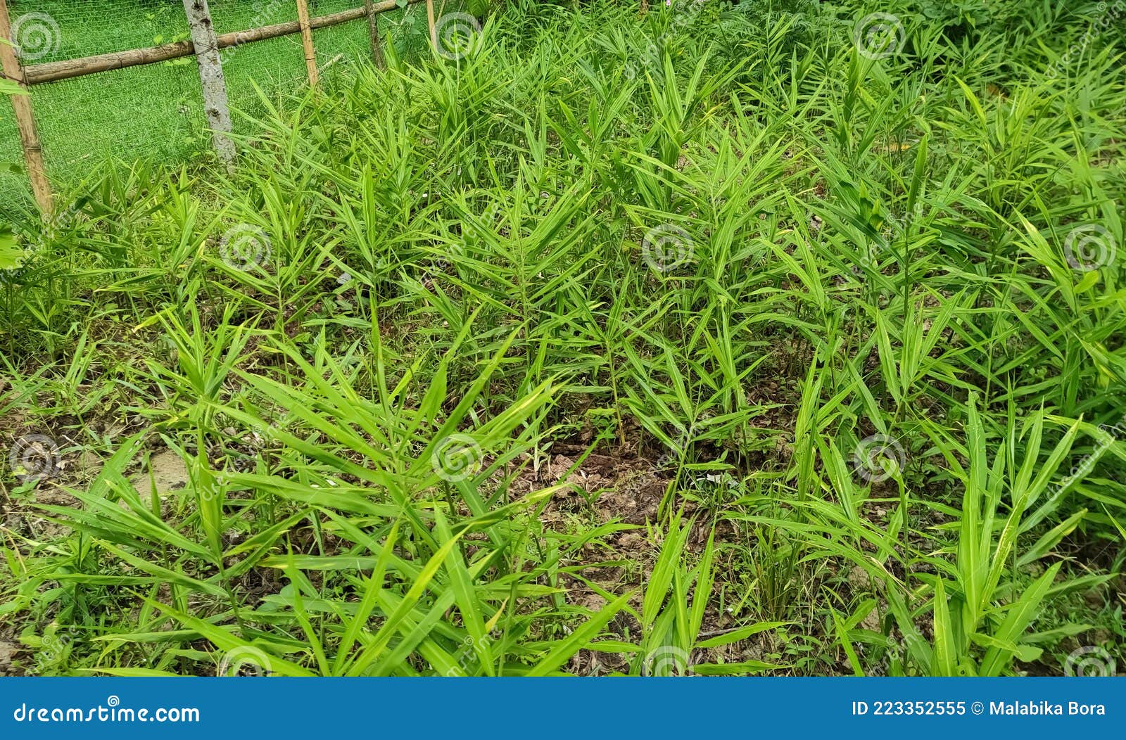 Ginger Plantation in Small Scale in Daylight Stock Image - Image of ...