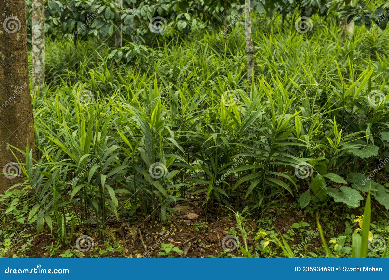 Ginger Plantation Royalty-Free Stock Photography | CartoonDealer.com ...