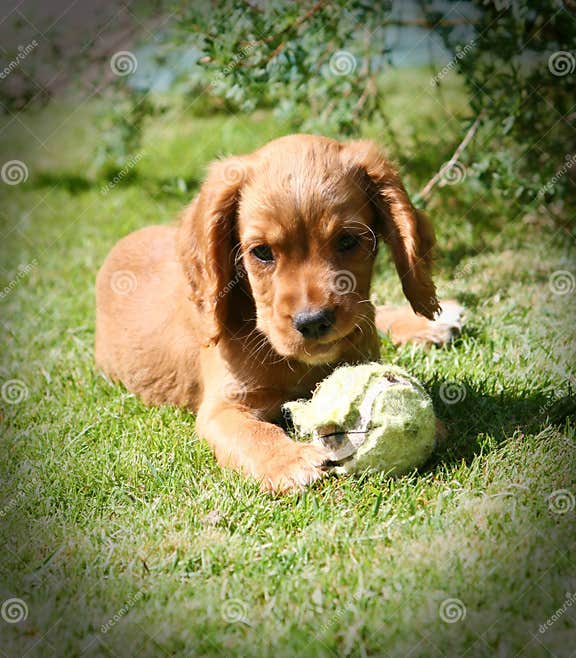 Ginger Puppy stock photo. Image of gundog, spaniel, ginger - 36515164
