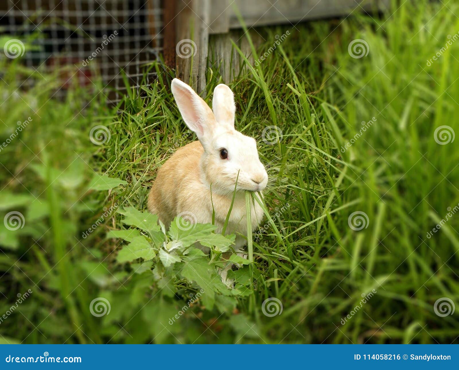 Ginger rabbit eating grass stock photo. Image of ginger - 114058216