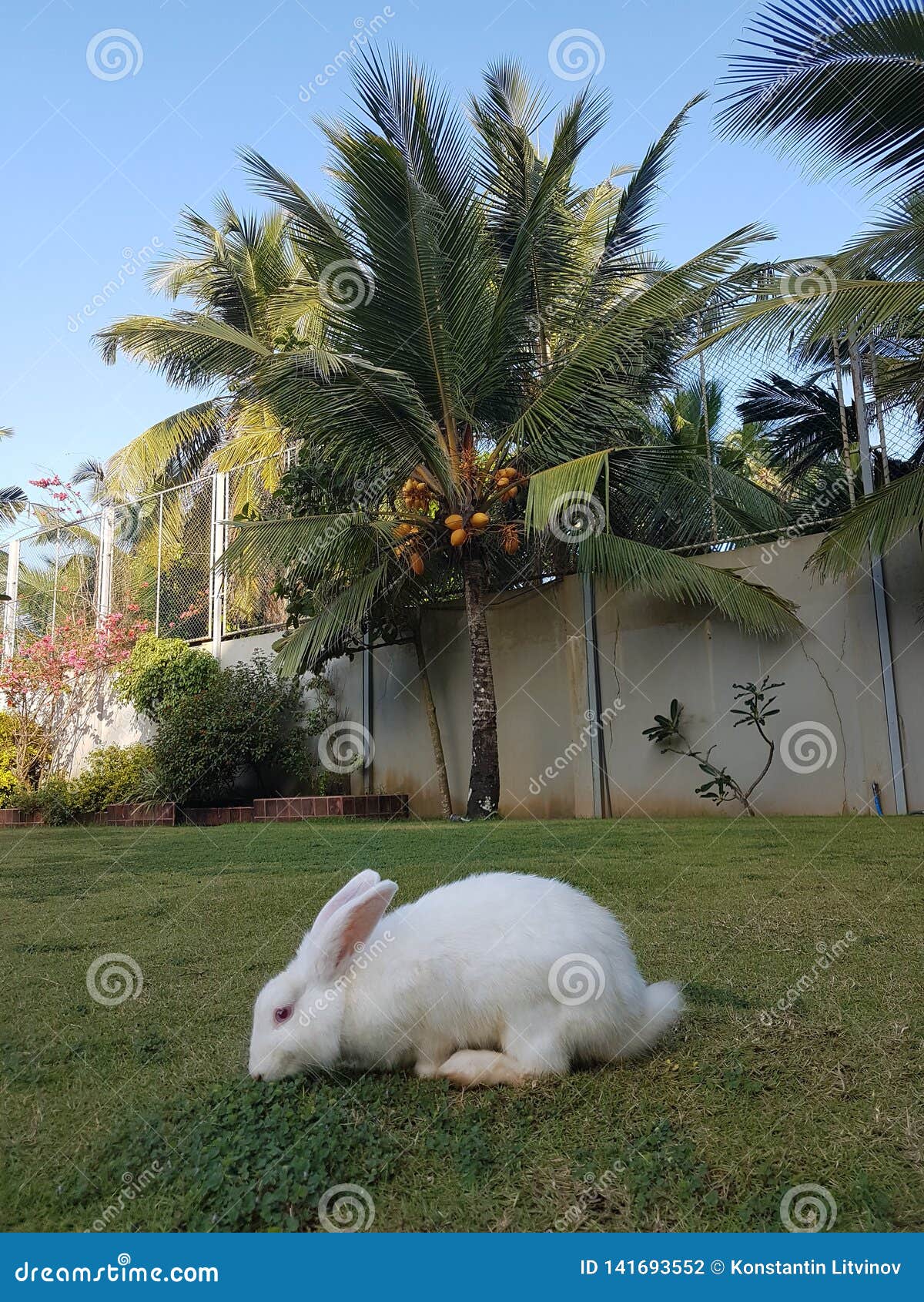 Ginger Rabbit Sitting on the Green Lawn Stock Photo - Image of sitting ...