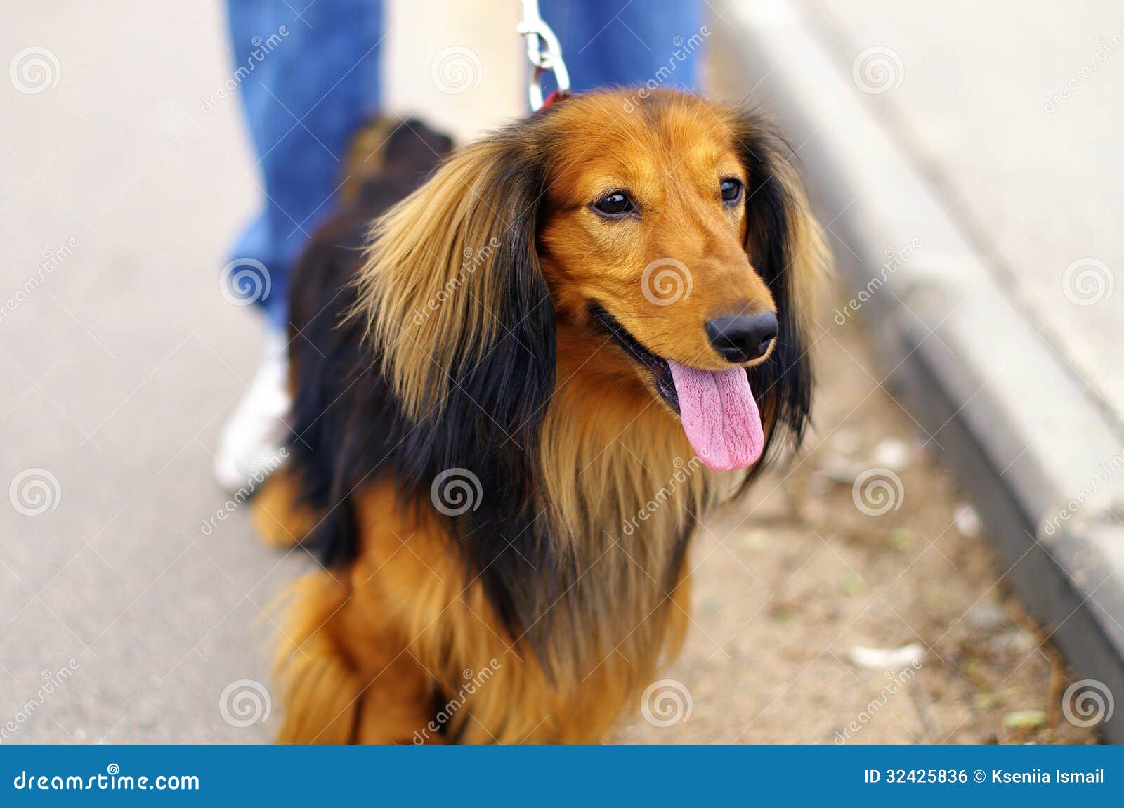Ginger Red and Black German Badger Dog Stock Photo - Image of green ...