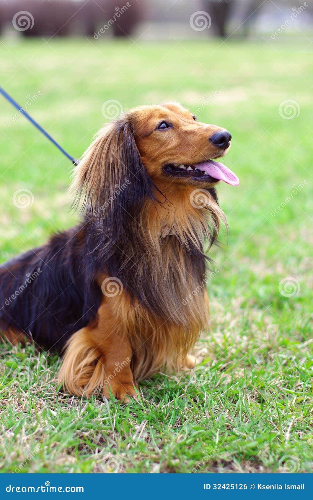 Ginger Red and Black German Badger Dog Stock Photo - Image of dachshund ...