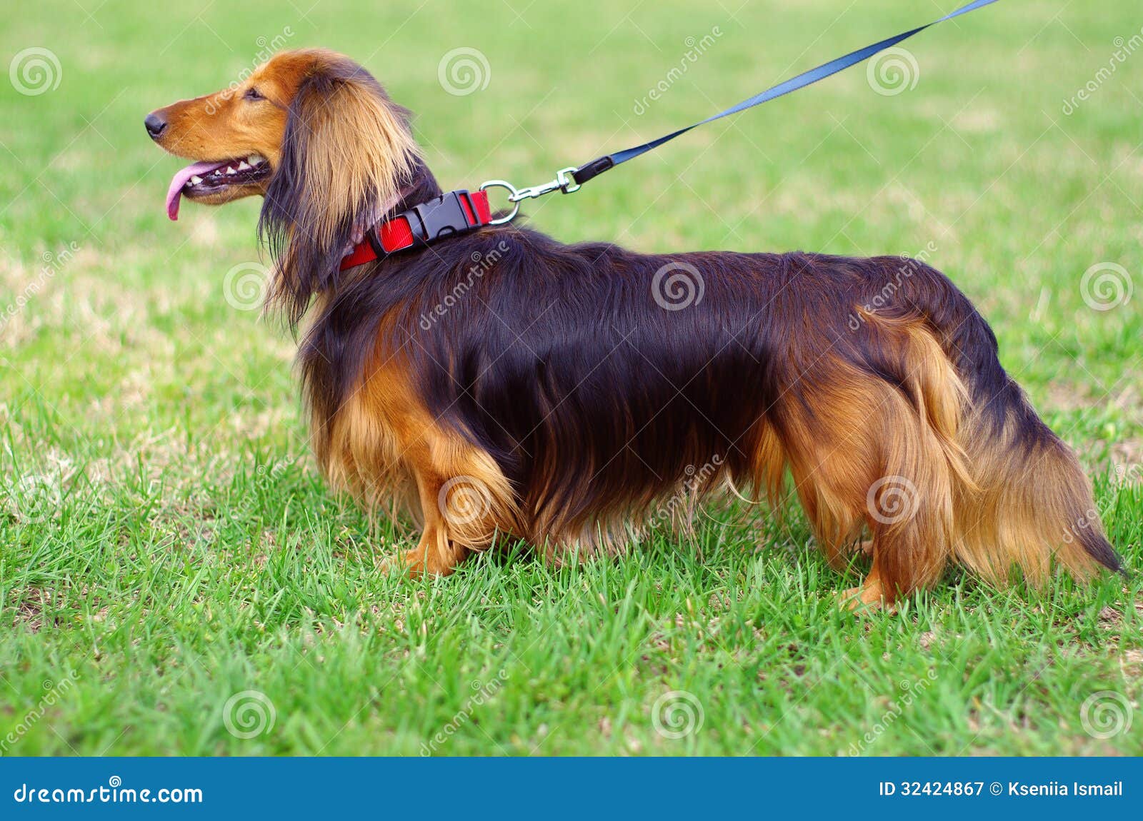 Ginger Red and Black German Badger Dog Stock Image - Image of outside ...
