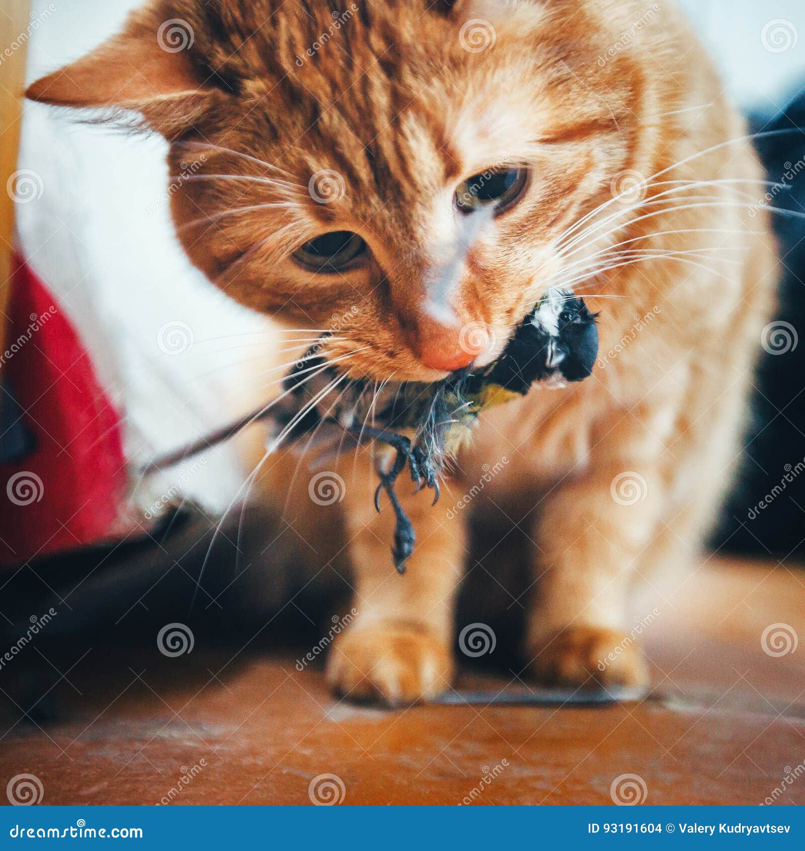 Ginger Red Cat Caught a Bird Stock Photo - Image of domestic, fluffy ...